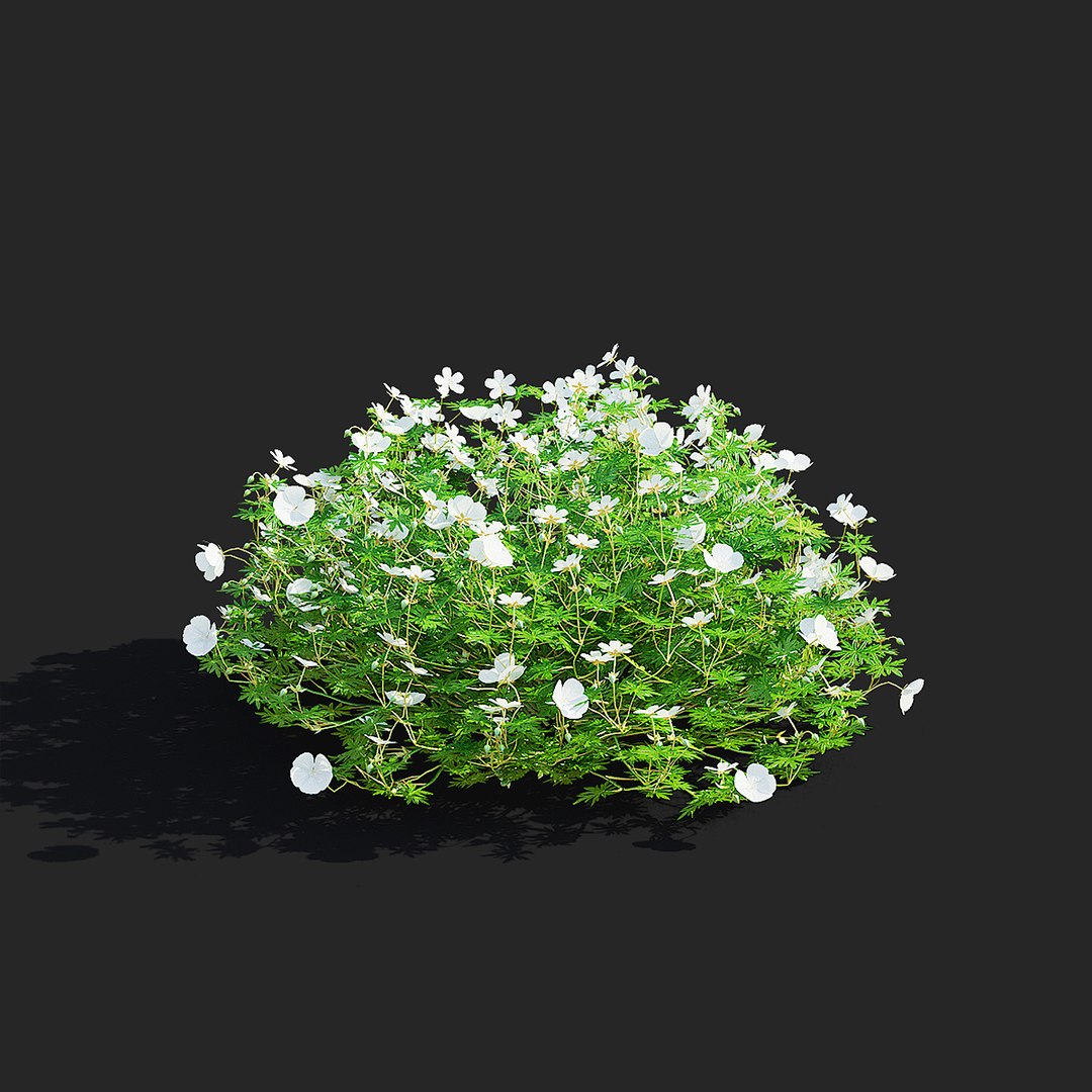 3D Geranium sanguineum Alba - TurboSquid 2148660