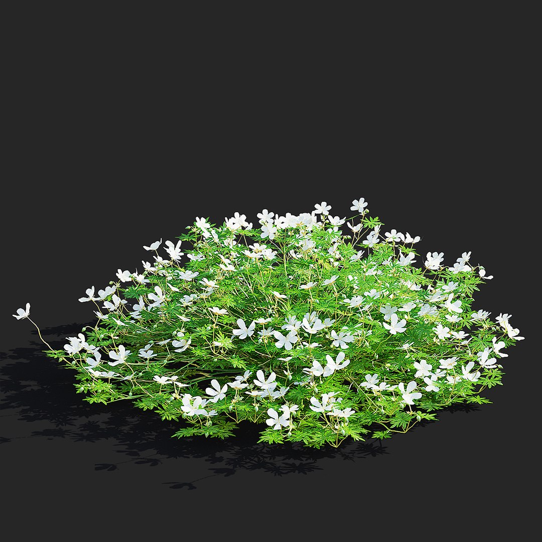 3D Geranium sanguineum Alba - TurboSquid 2148660