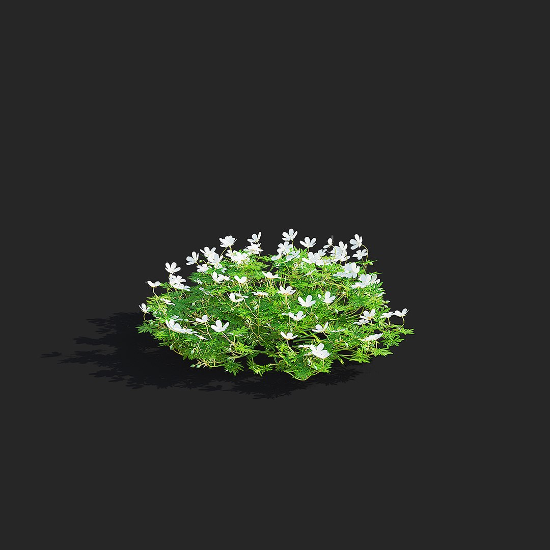 3D Geranium sanguineum Alba - TurboSquid 2148660
