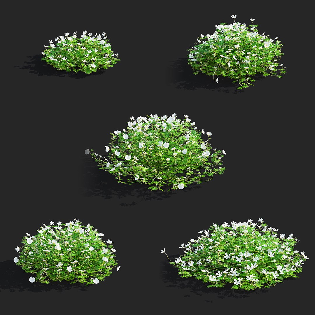 3D Geranium sanguineum Alba - TurboSquid 2148660