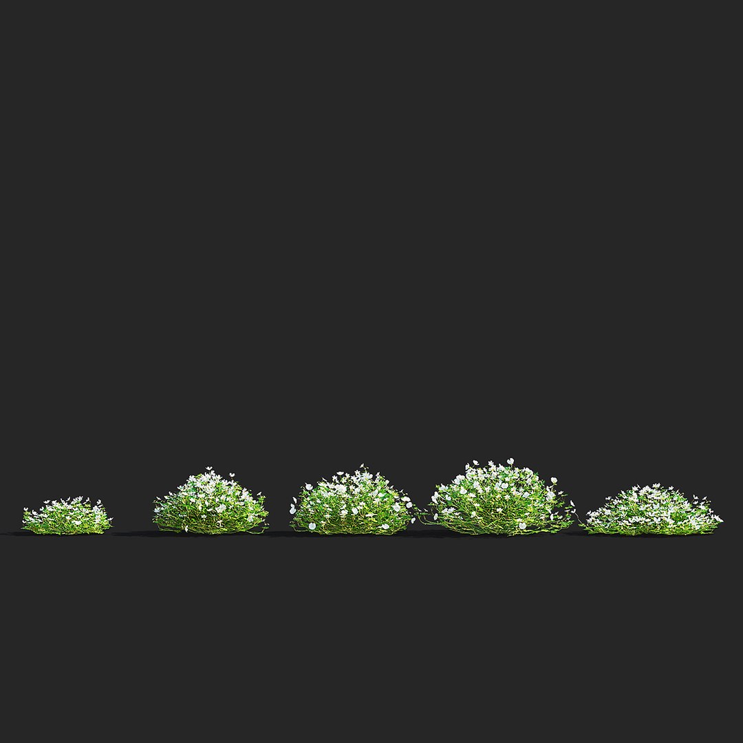 3D Geranium sanguineum Alba - TurboSquid 2148660