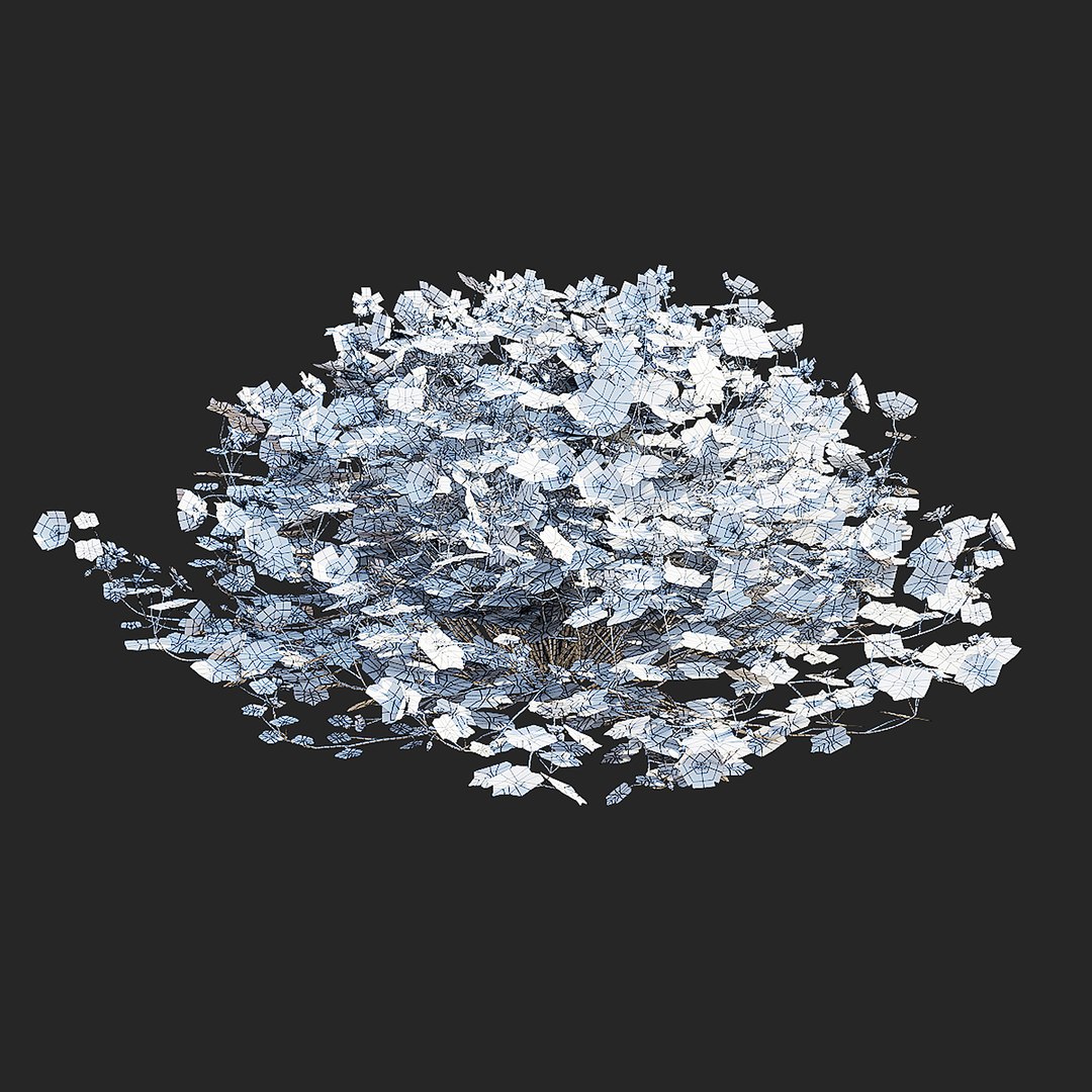 3D Geranium sanguineum Alba - TurboSquid 2148660