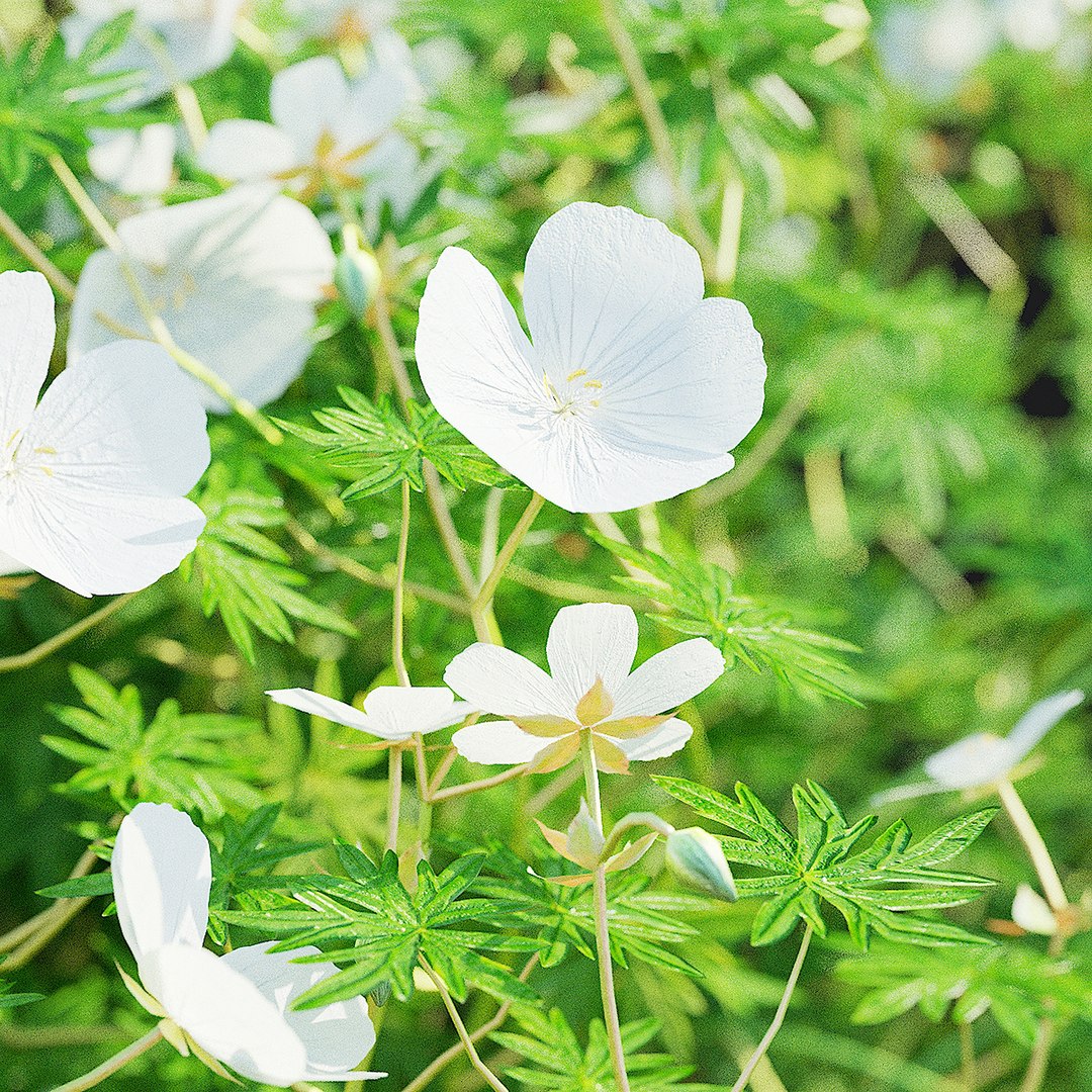 3D Geranium sanguineum Alba - TurboSquid 2148660