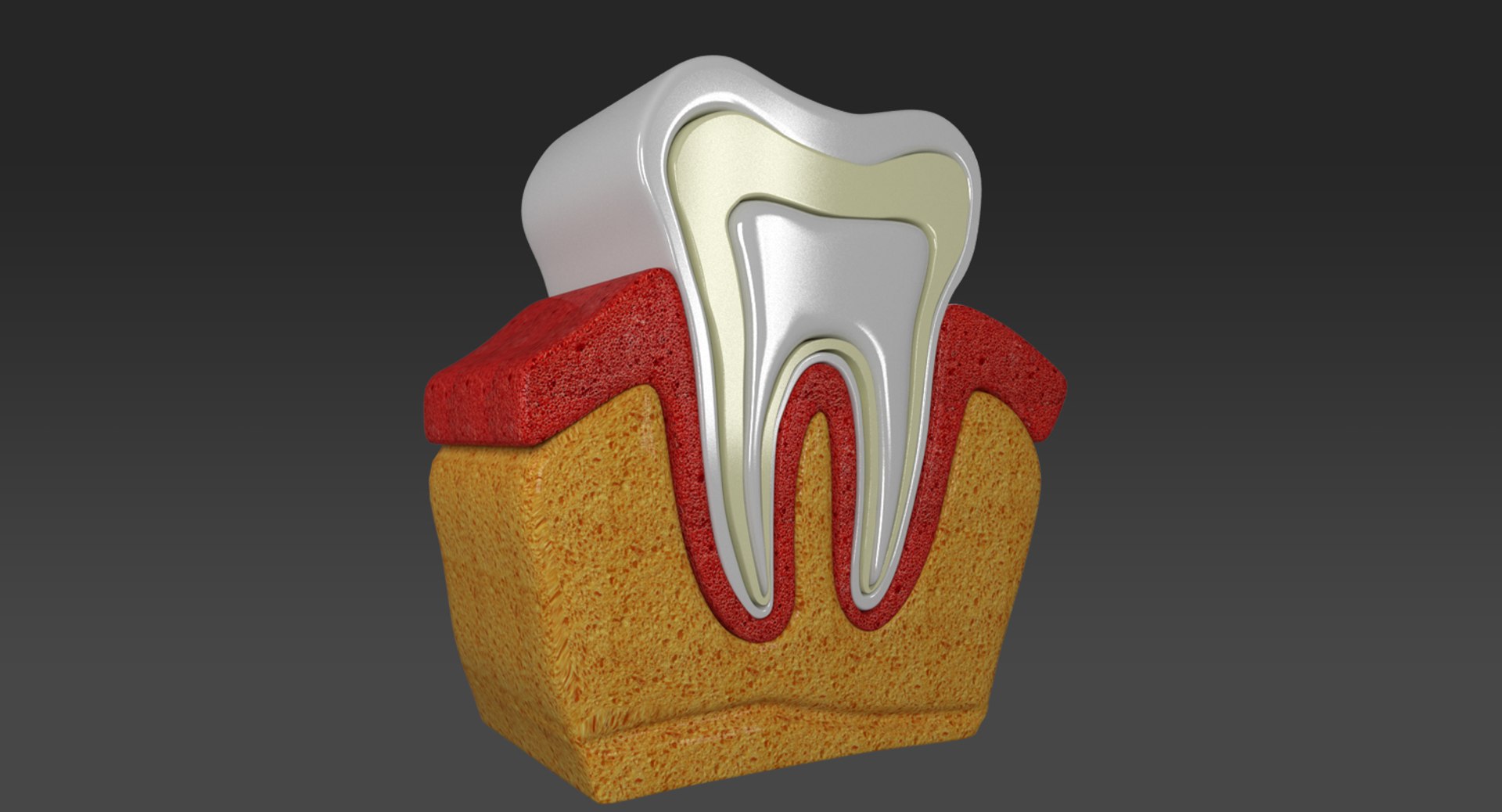 3D Tooth Diagram Model - TurboSquid 1258427