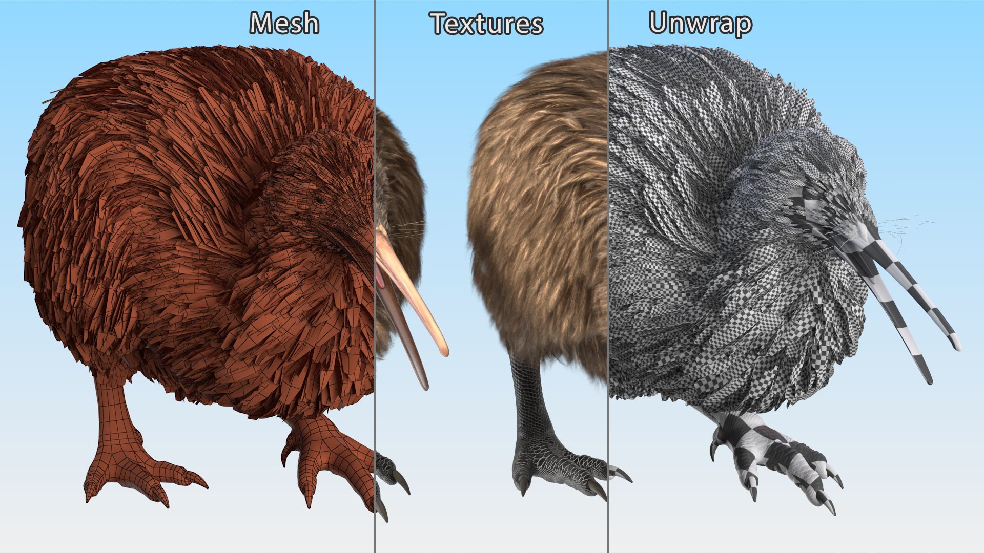Kiwi Bird Walk Pose 3D Model - TurboSquid 2104108