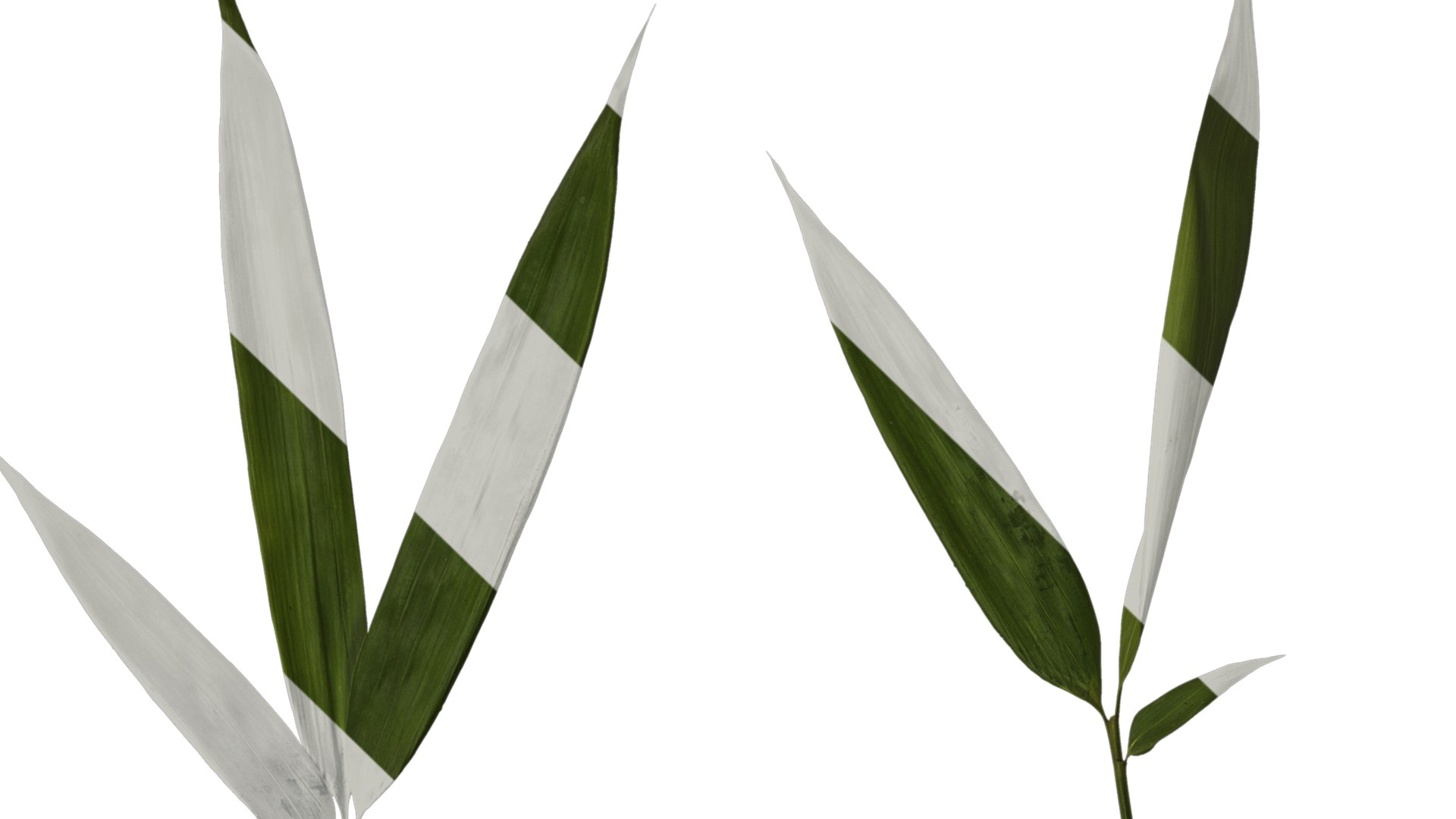 3D Anydrafts Bambusa Multiplex Atlas 04 Textures - TurboSquid 2345341