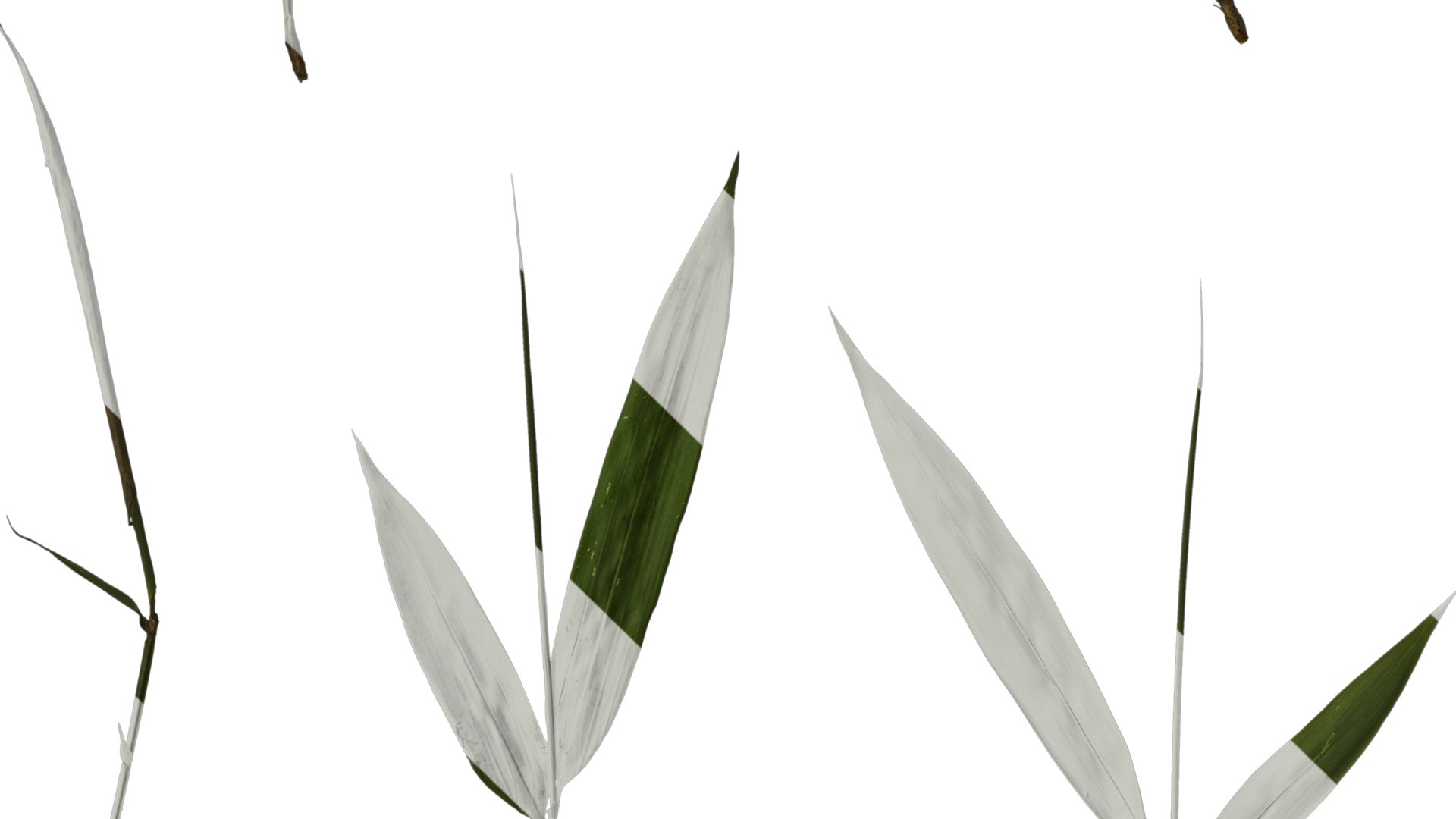 3D Anydrafts Bambusa Multiplex Atlas 04 Textures - TurboSquid 2345341