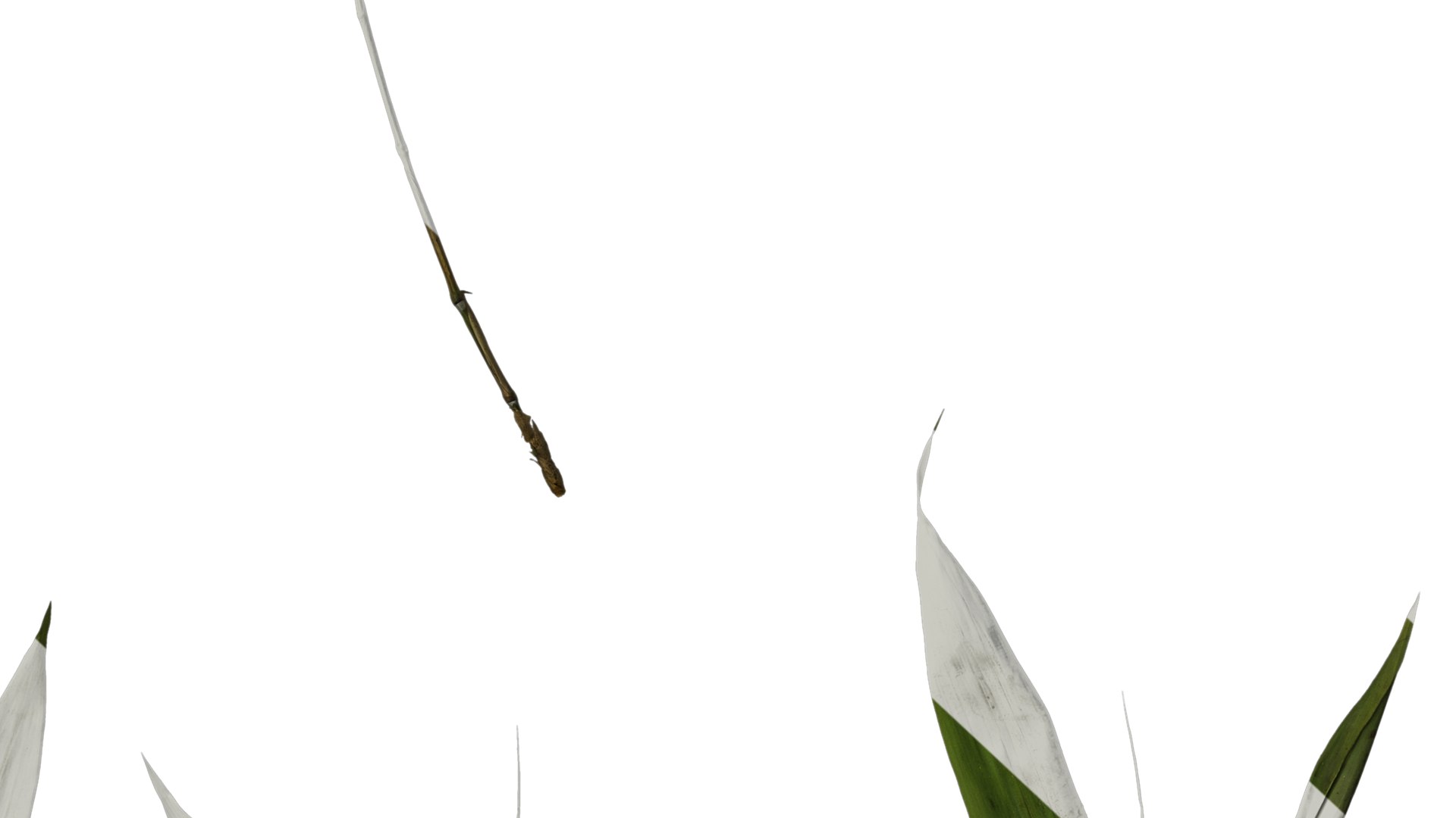 3D Anydrafts Bambusa Multiplex Atlas 04 Textures - TurboSquid 2345341