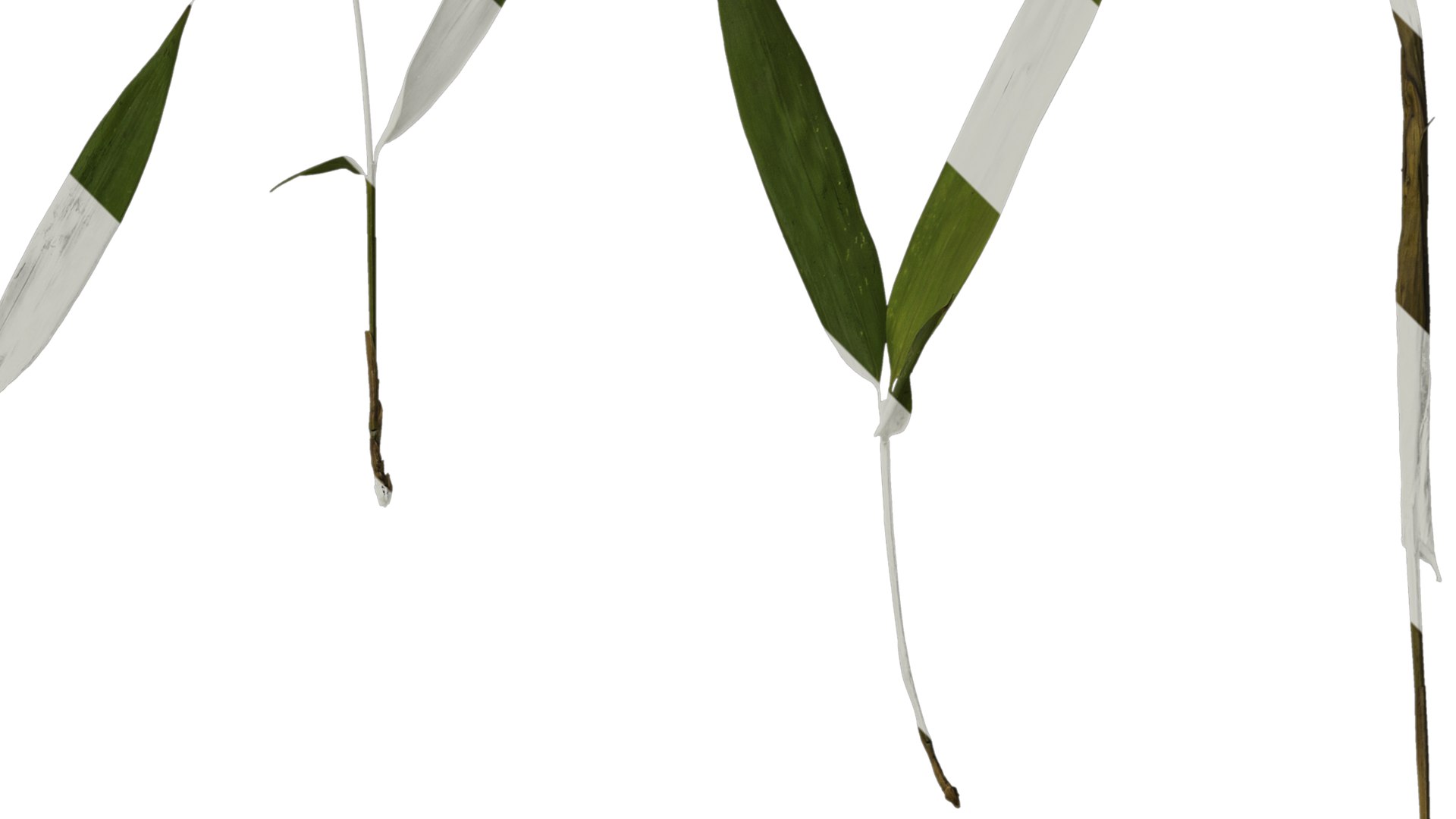 3D Anydrafts Bambusa Multiplex Atlas 04 Textures - TurboSquid 2345341