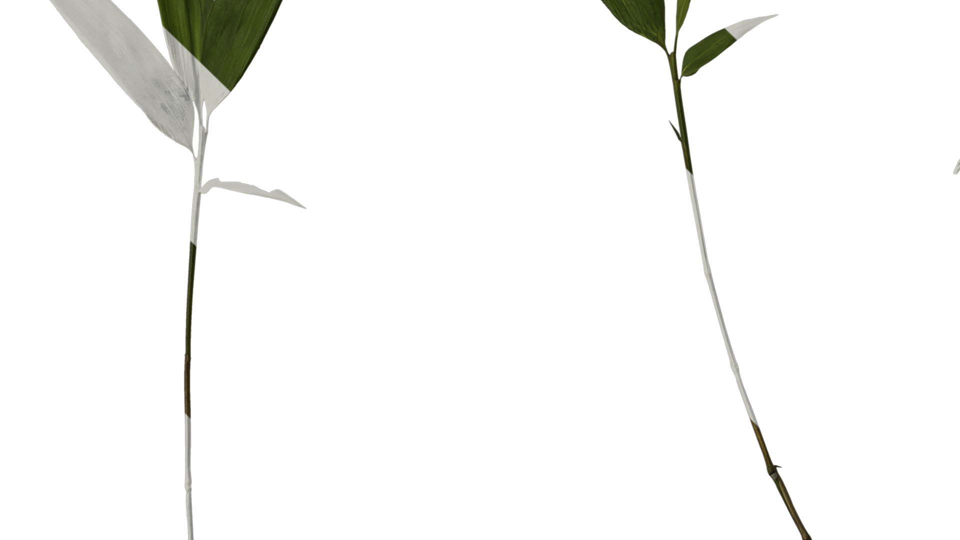 3D Anydrafts Bambusa Multiplex Atlas 04 Textures - TurboSquid 2345341