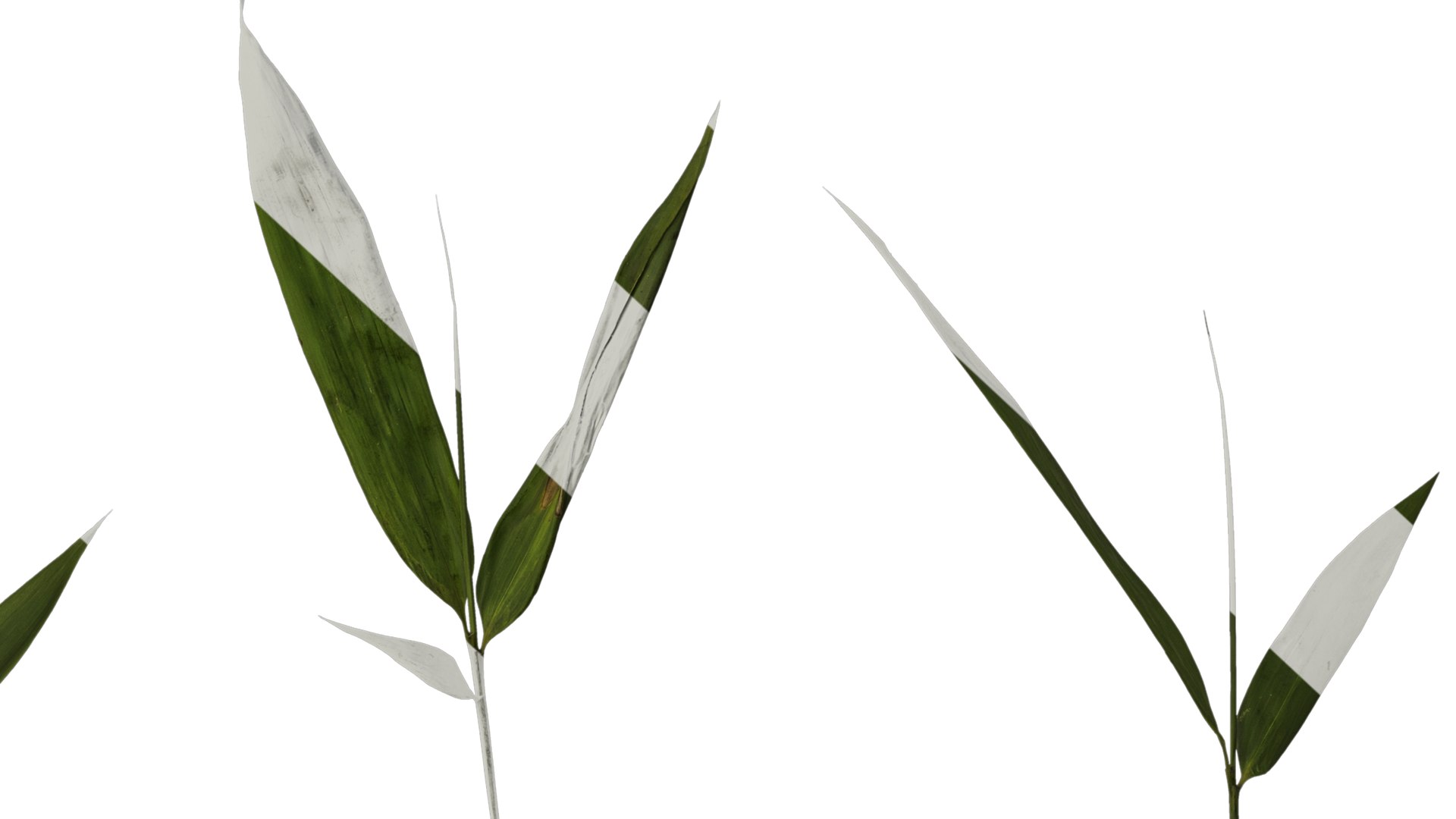 3D Anydrafts Bambusa Multiplex Atlas 04 Textures - TurboSquid 2345341