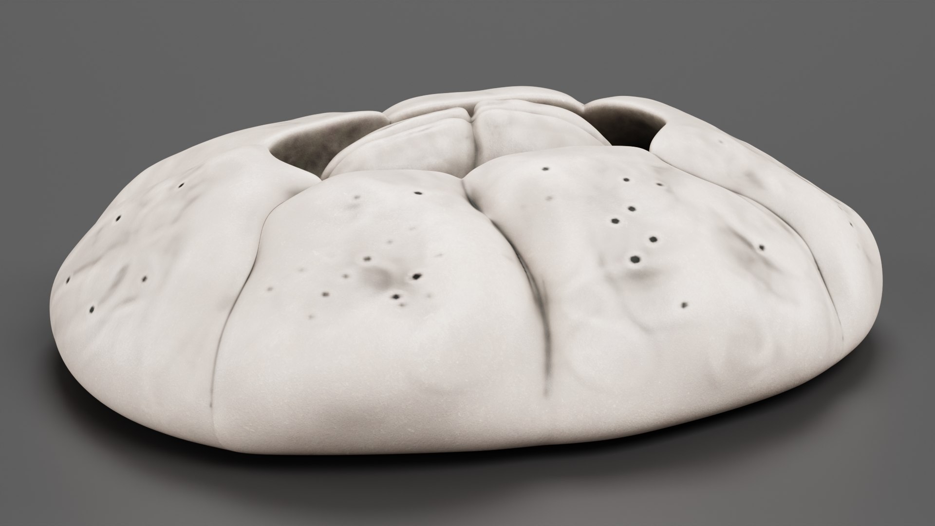 Turtle Barnacle 3D Model - TurboSquid 2360327