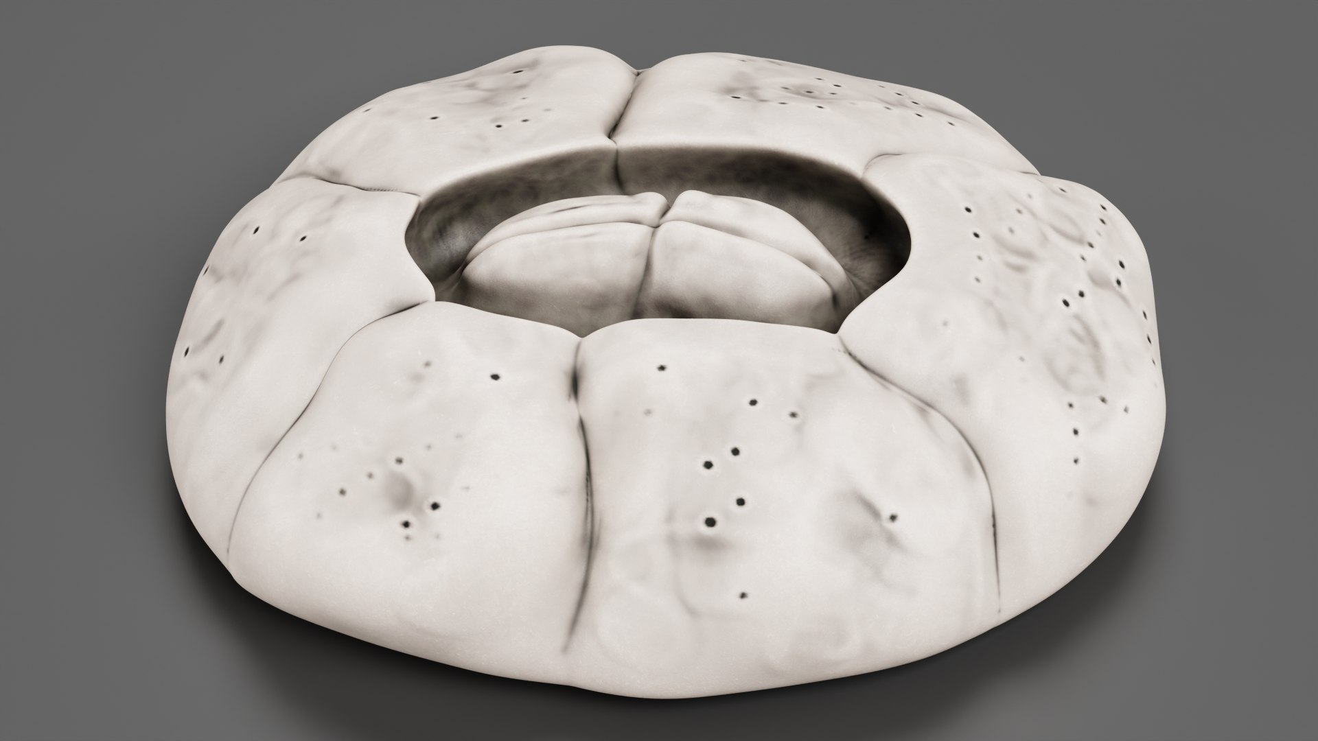 Turtle Barnacle 3D Model - TurboSquid 2360327