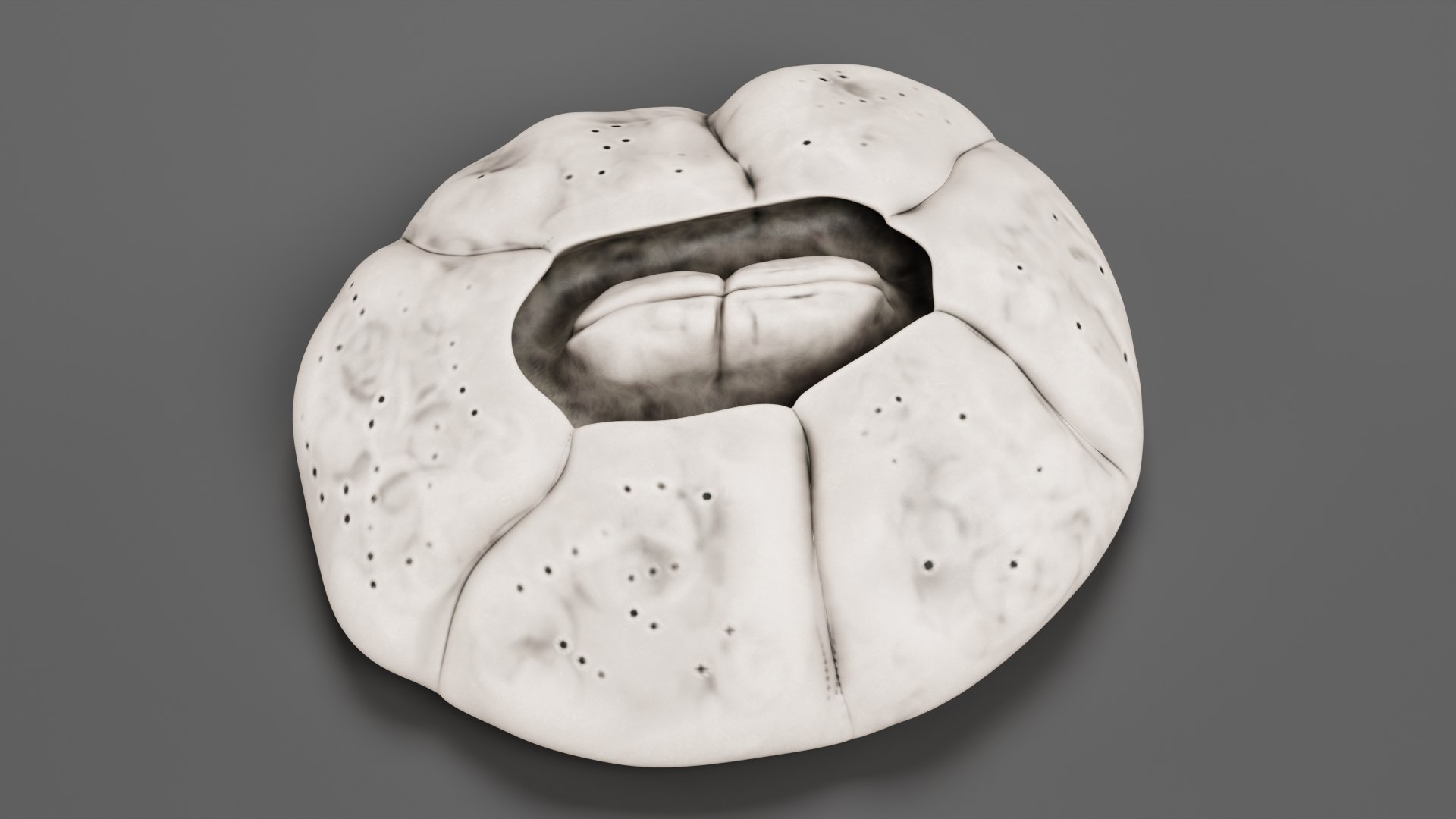 Turtle Barnacle 3D Model - TurboSquid 2360327