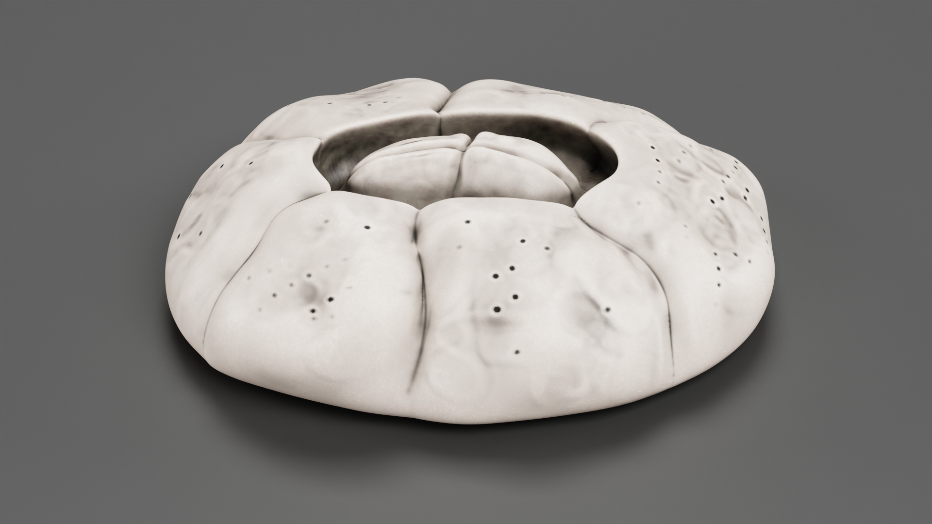 Turtle Barnacle 3D Model - TurboSquid 2360327