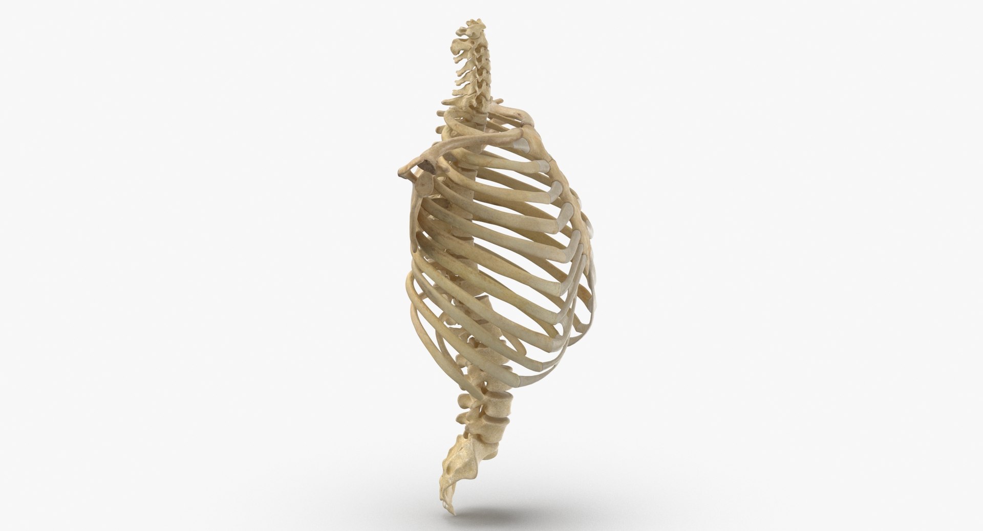 3D real human rib cage model - TurboSquid 1637730