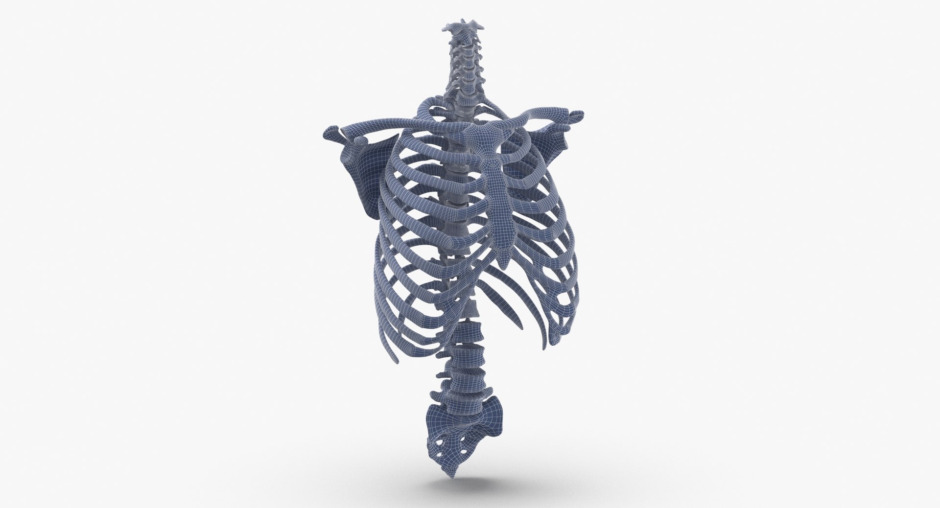3D real human rib cage model - TurboSquid 1637730
