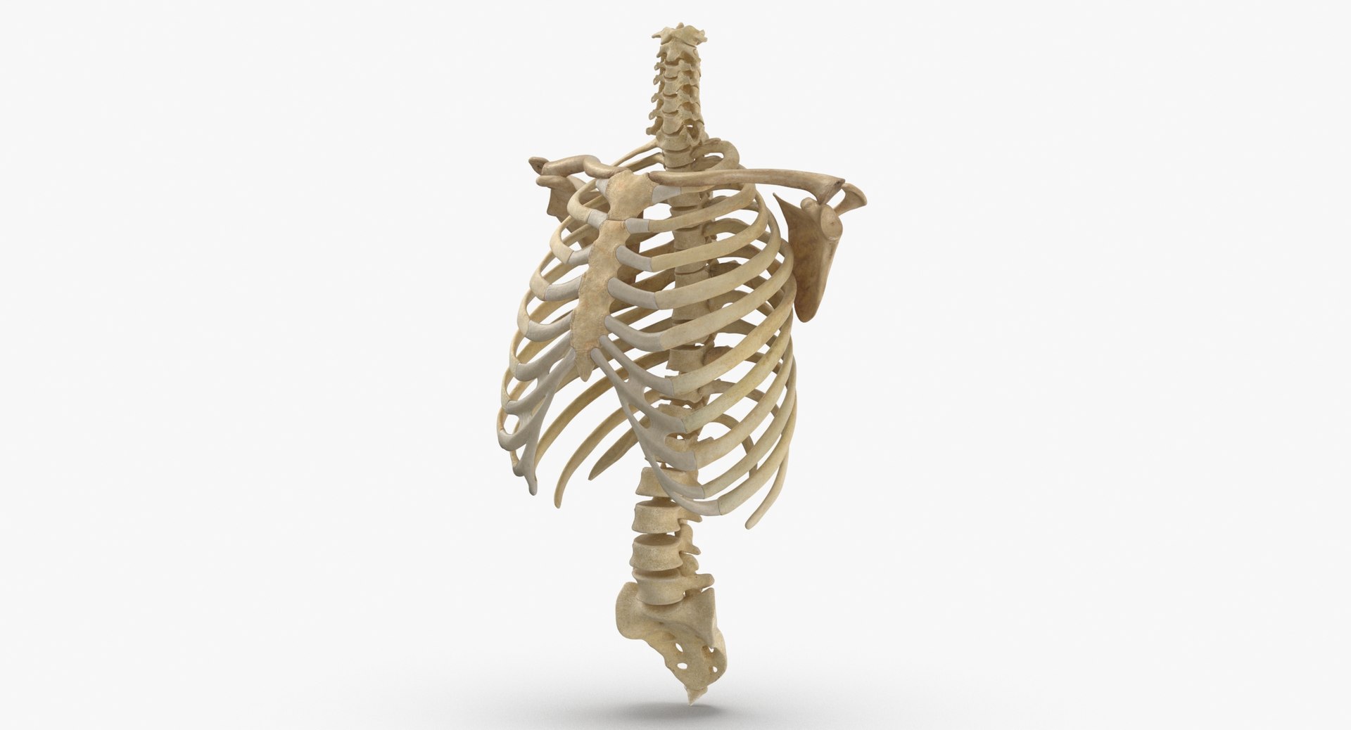 3D real human rib cage model - TurboSquid 1637730