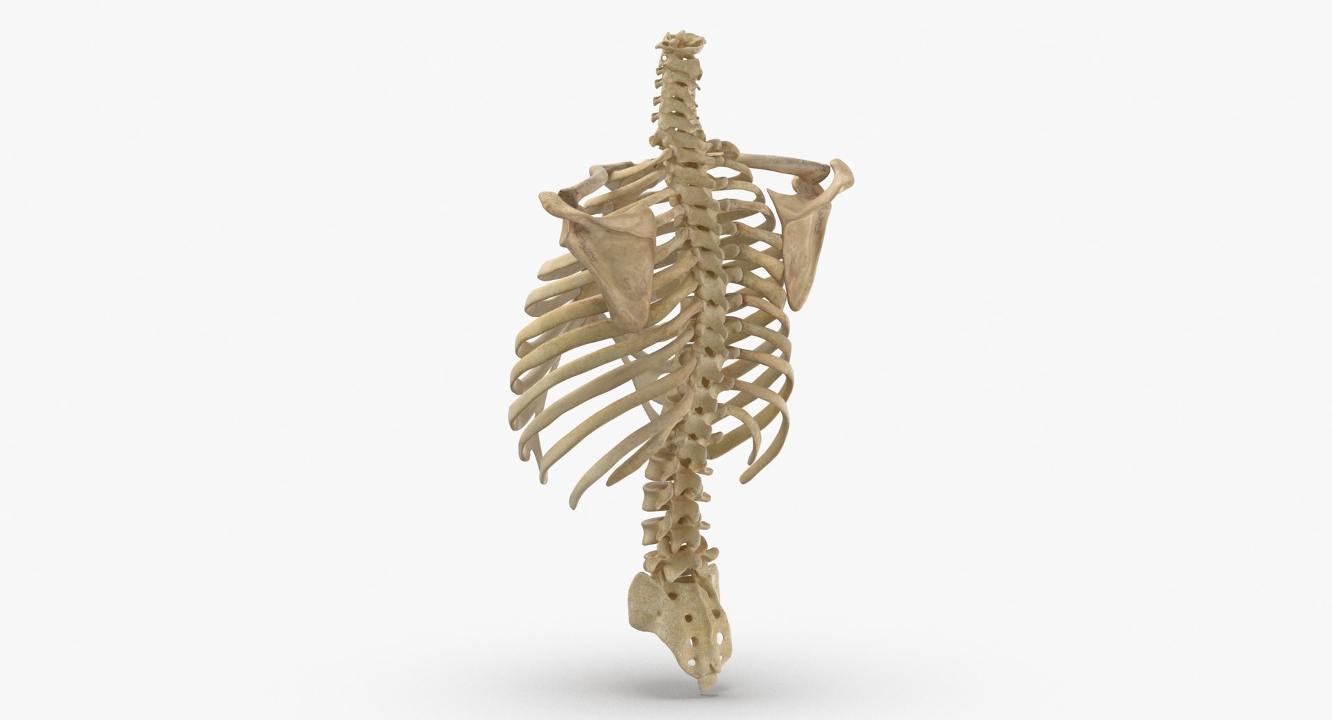 3D real human rib cage model - TurboSquid 1637730