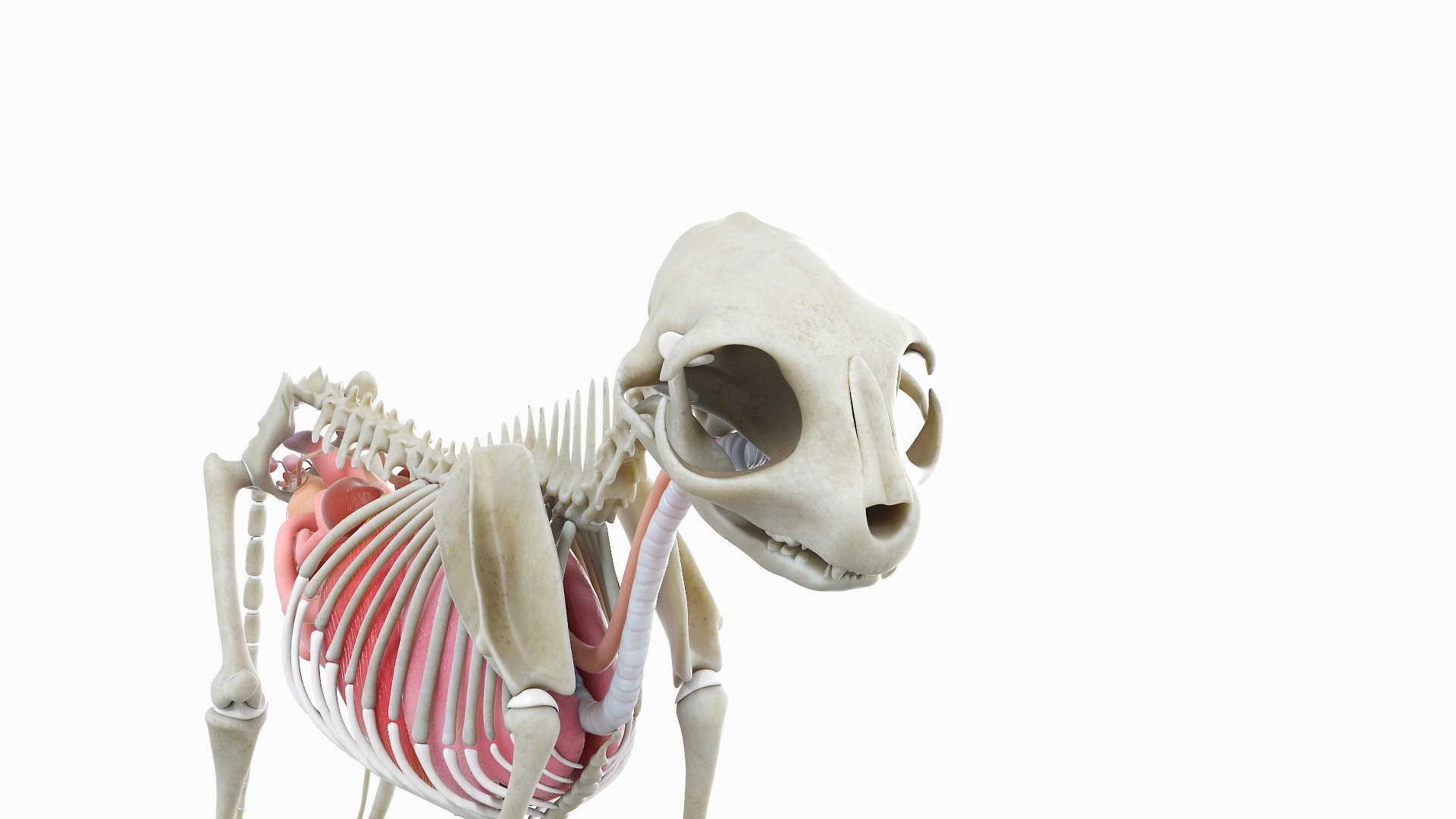 3D cat body skeleton organs - TurboSquid 1699256