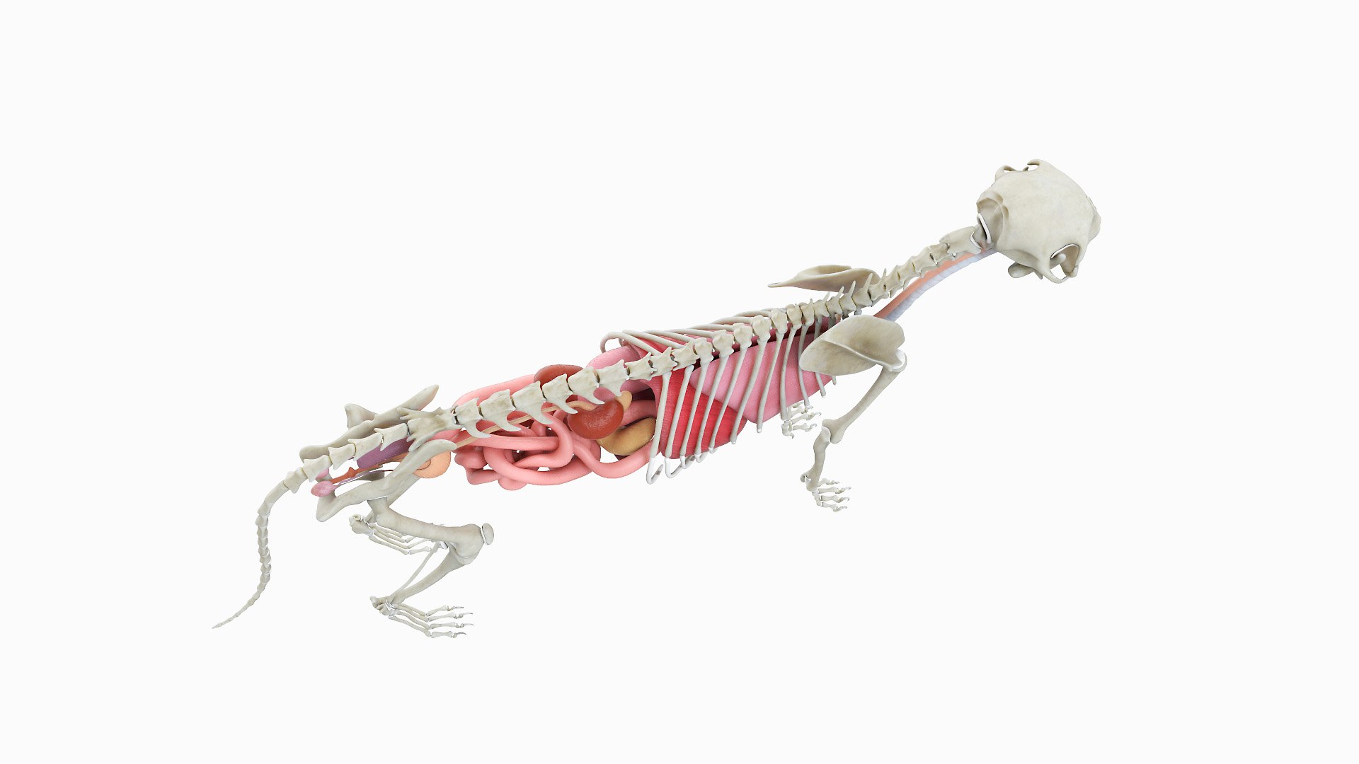 3D cat body skeleton organs - TurboSquid 1699256
