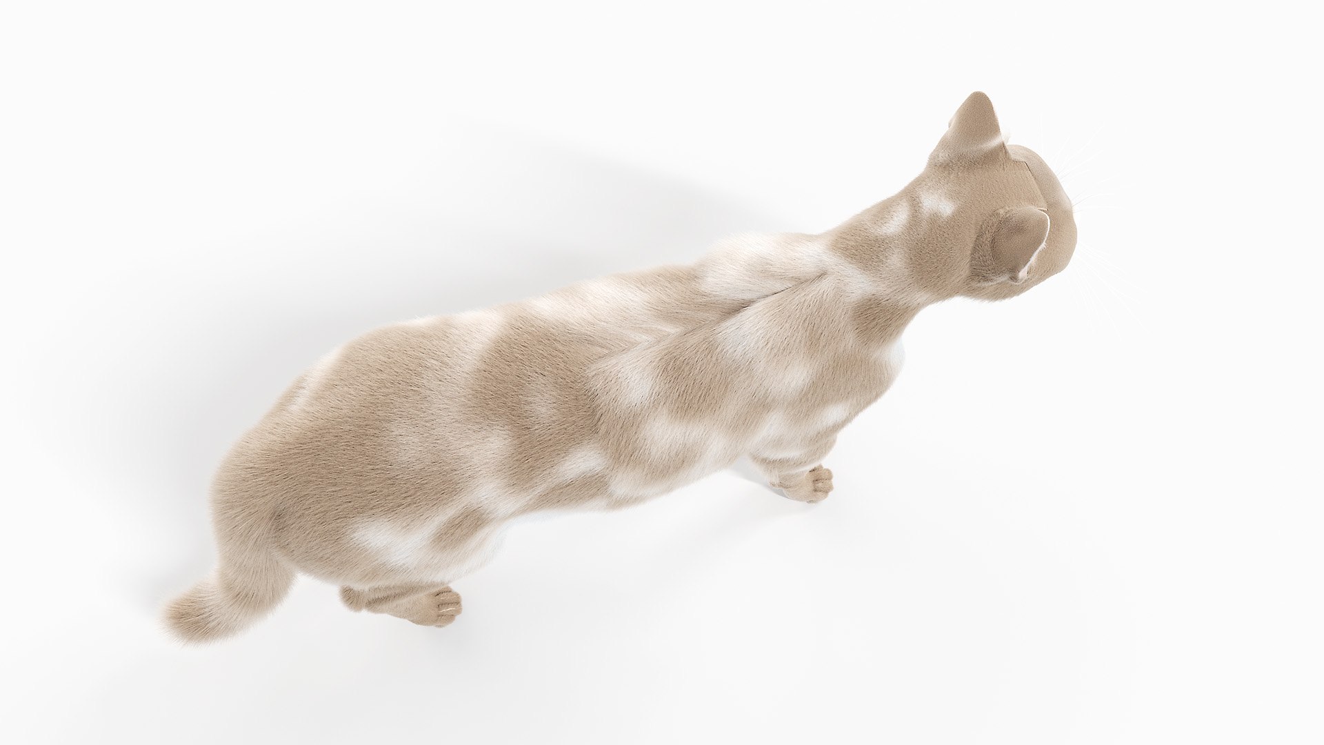 3D Cat Body Skeleton Organs - TurboSquid 1699256