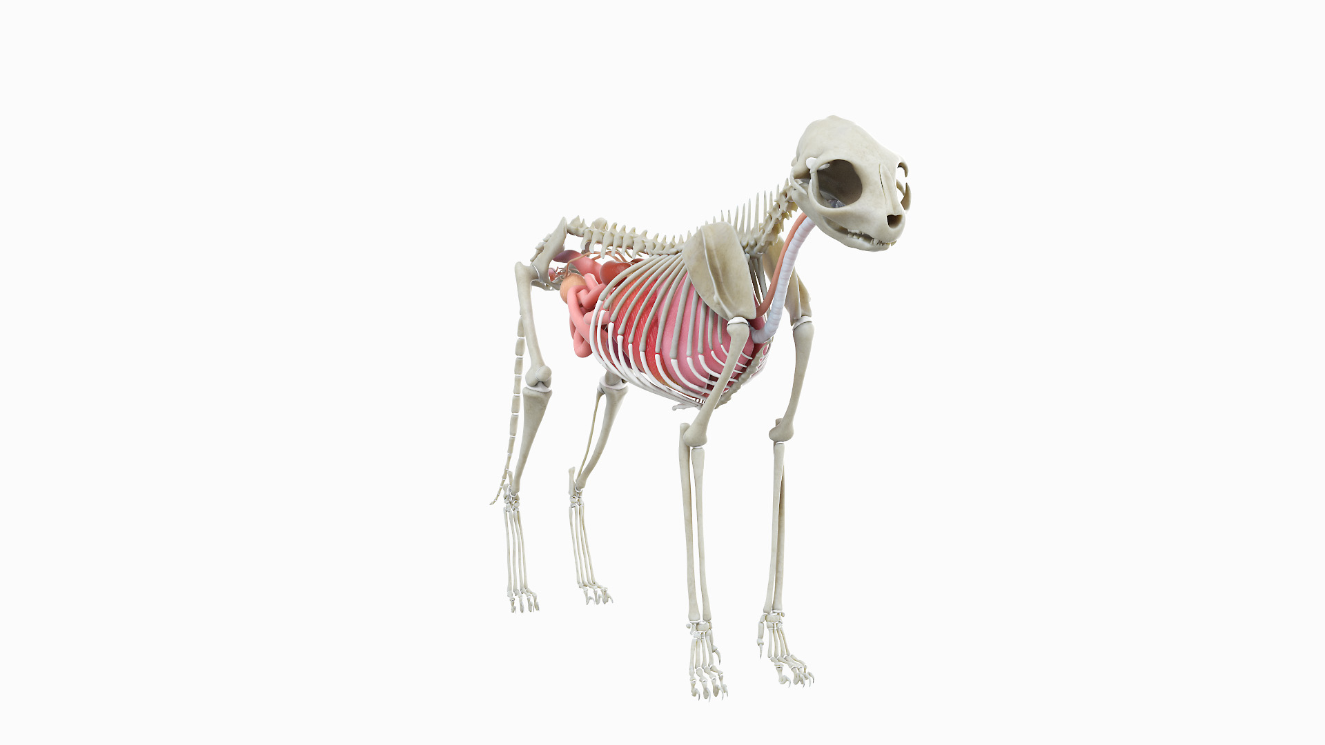 3D Cat Body Skeleton Organs - TurboSquid 1699256