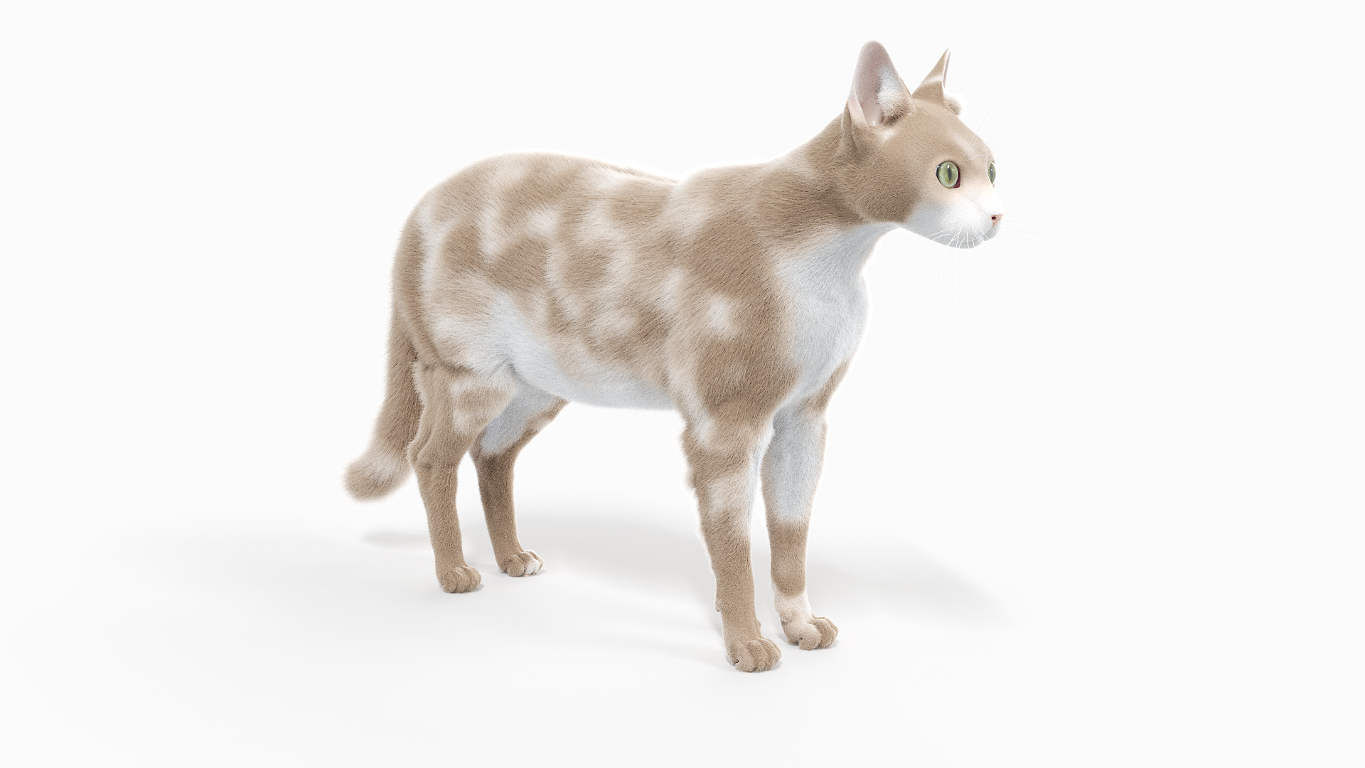 3D Cat Body Skeleton Organs - TurboSquid 1699256