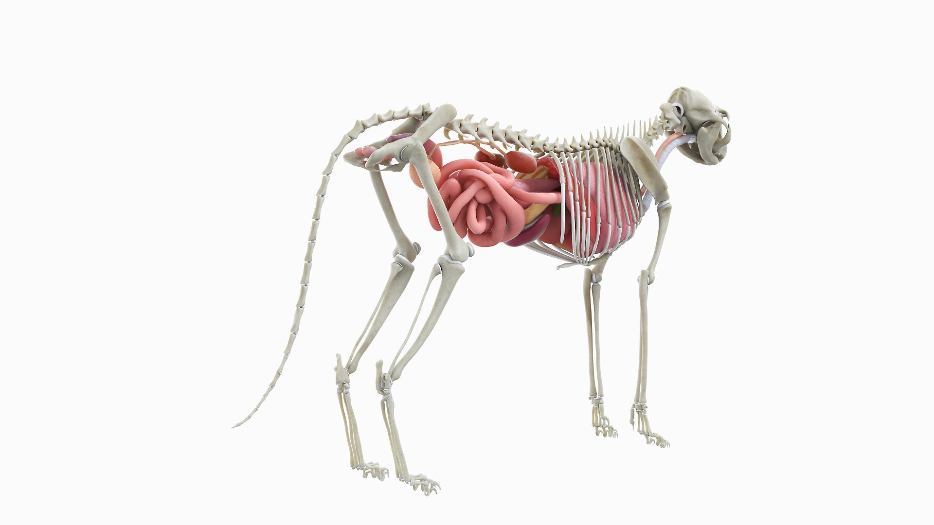3D cat body skeleton organs - TurboSquid 1699256