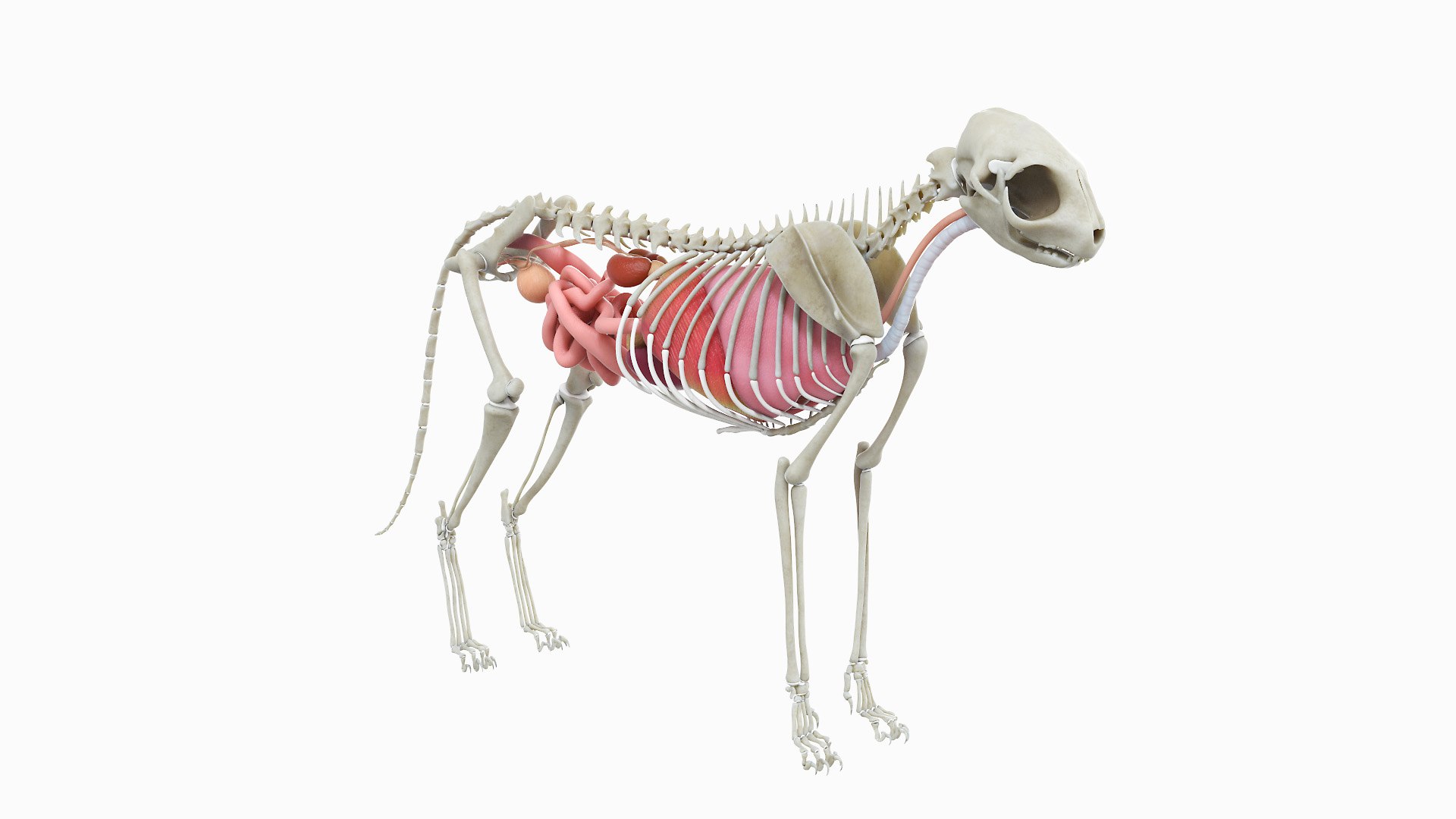 3D cat body skeleton organs - TurboSquid 1699256