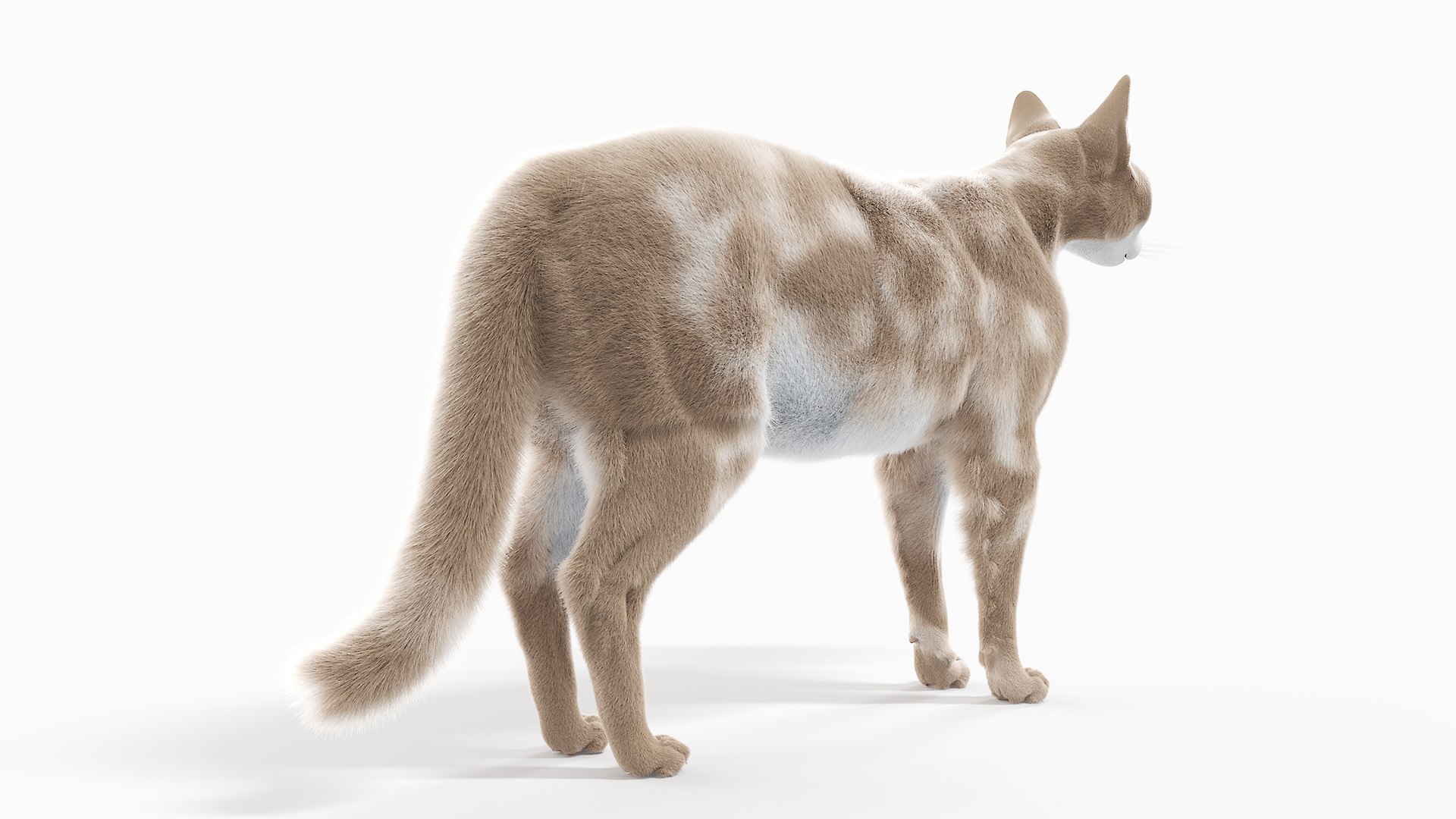 3D Cat Body Skeleton Organs - TurboSquid 1699256