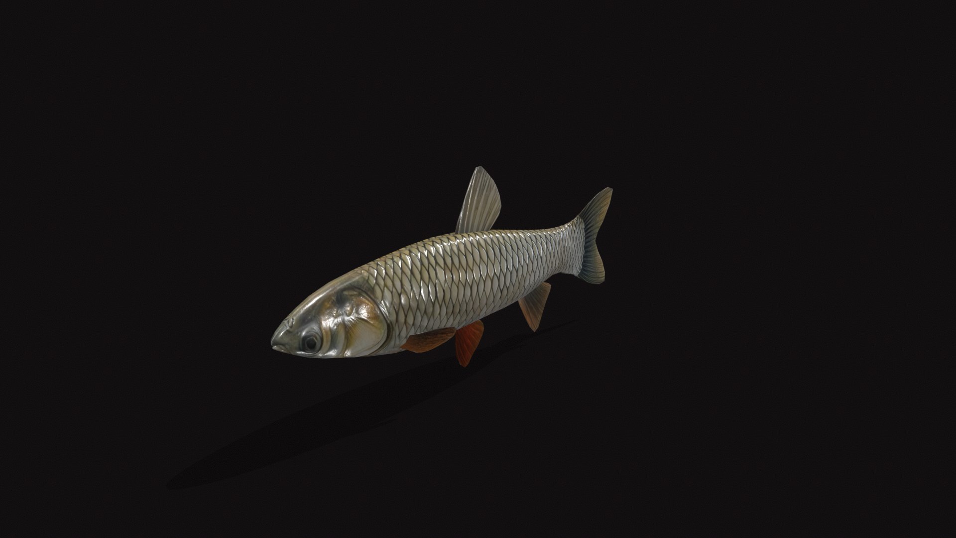 3D Medieval Fish 02 - TurboSquid 2326194