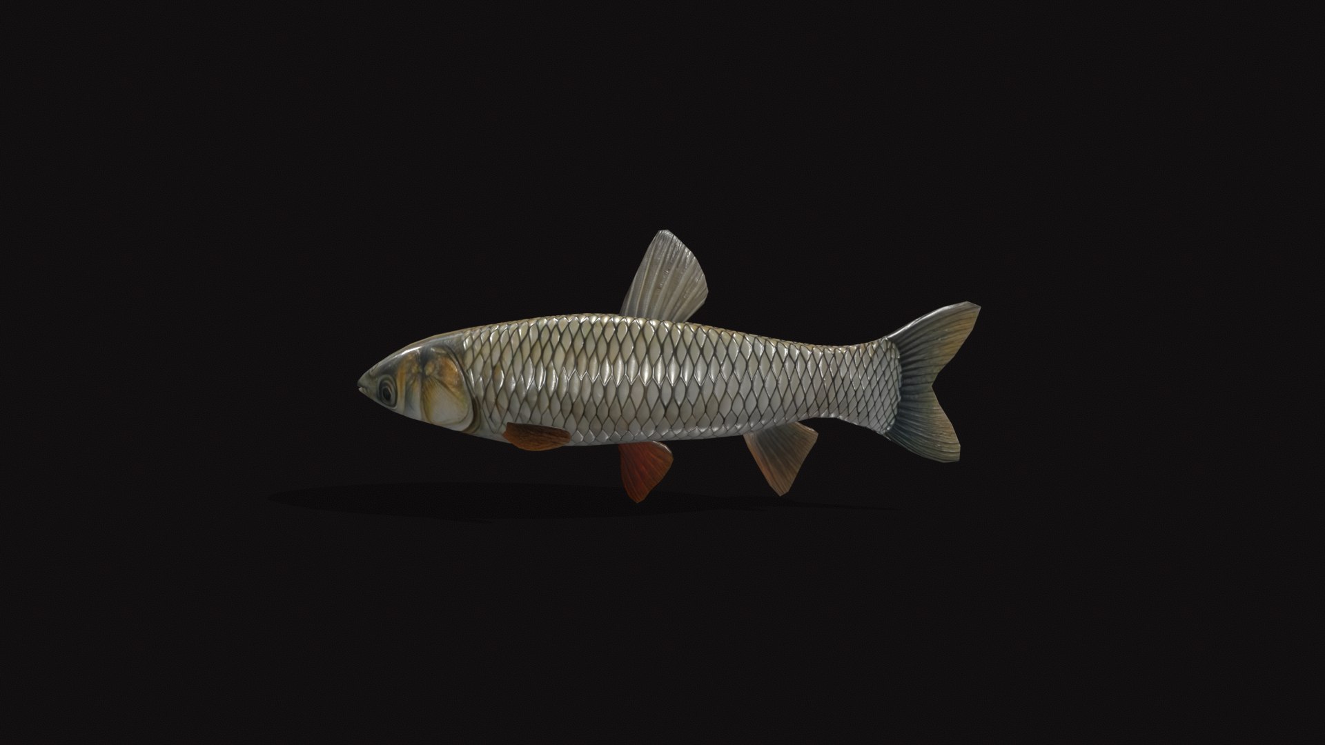 3D Medieval Fish 02 - TurboSquid 2326194
