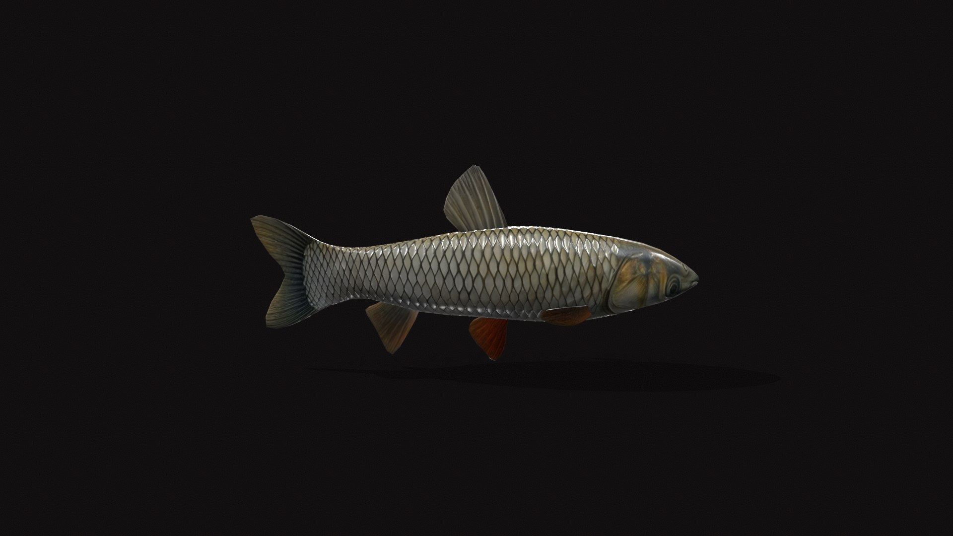 3D Medieval Fish 02 - TurboSquid 2326194