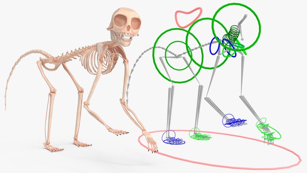 modelo 3d Geoffroys Marmoset Skeleton Rigged - TurboSquid 2310371