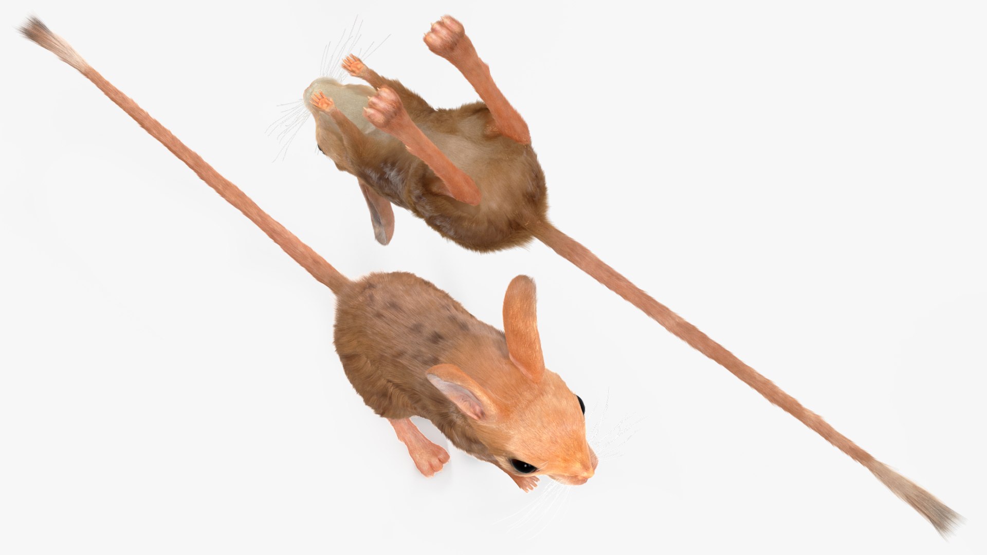 3d Long Eared Jerboa Fur Model Turbosquid 2197606