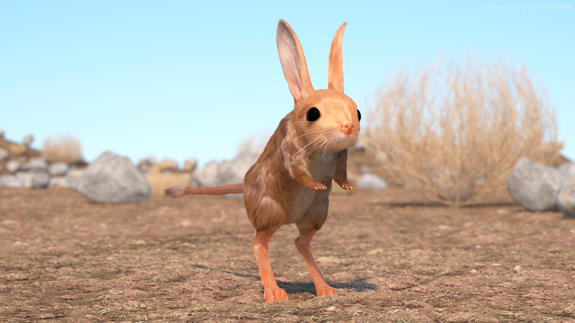 3D Long Eared Jerboa Fur Model - TurboSquid 2197606