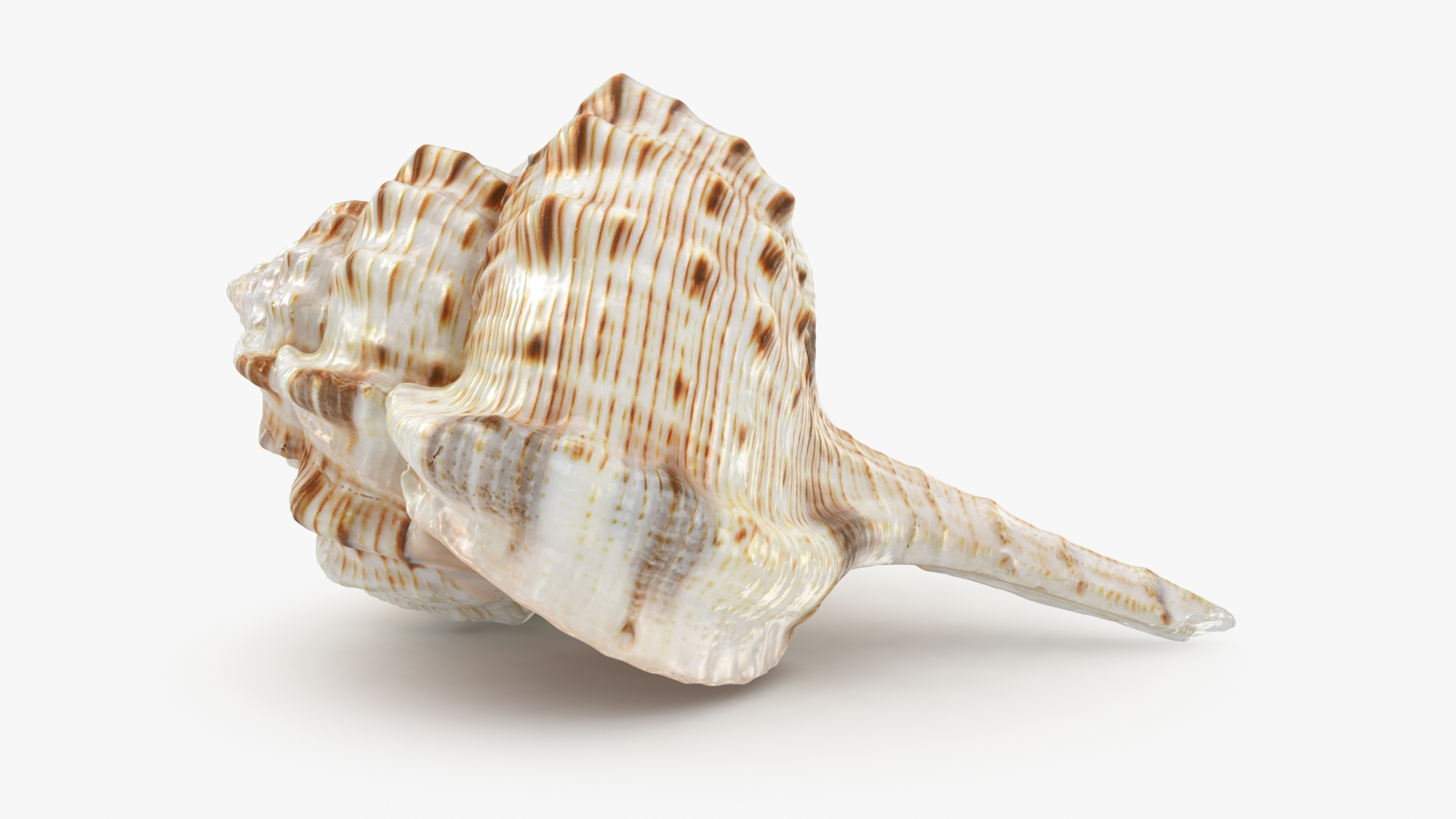 3D Cymatium Caudatum - TurboSquid 1887502