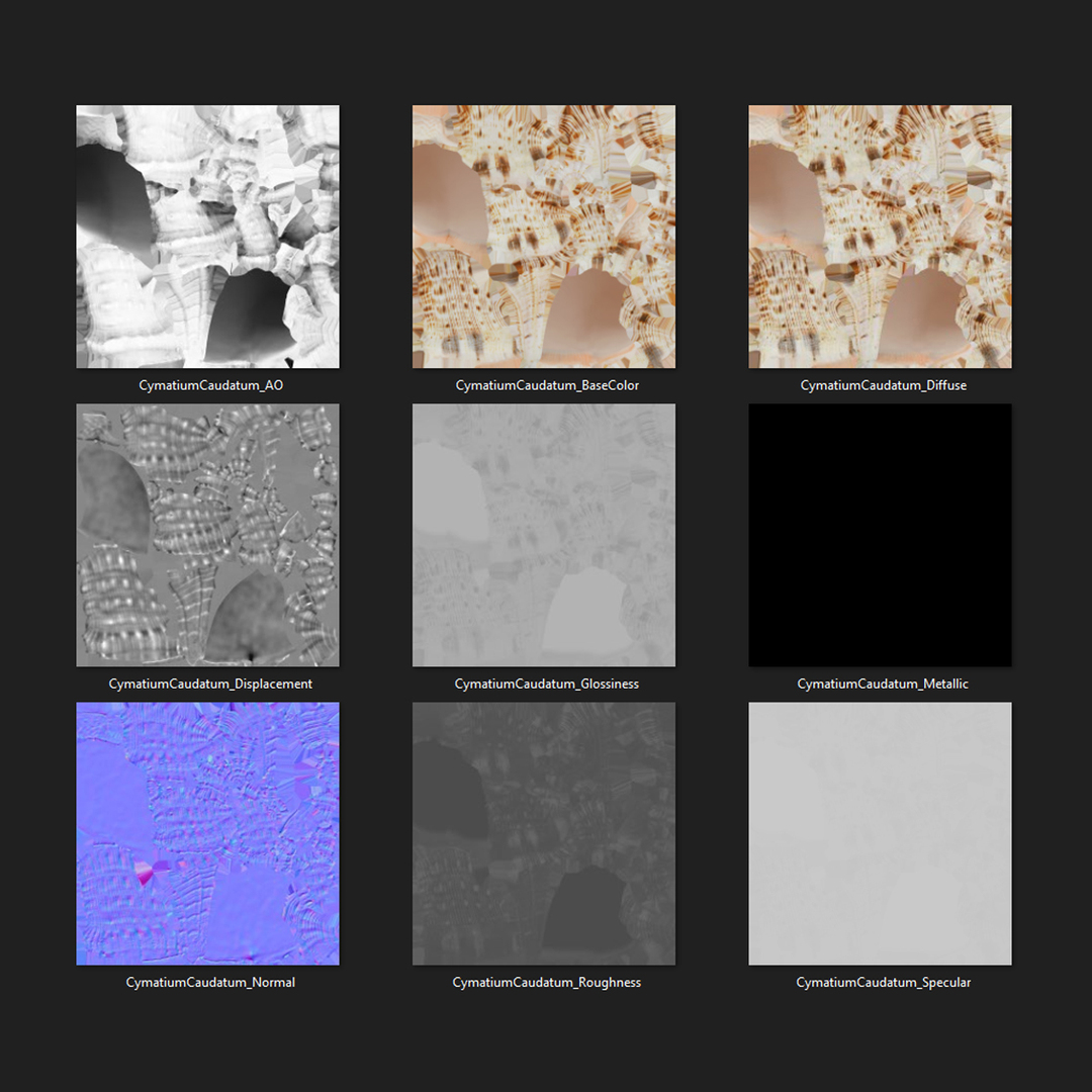 3D Cymatium Caudatum - TurboSquid 1887502