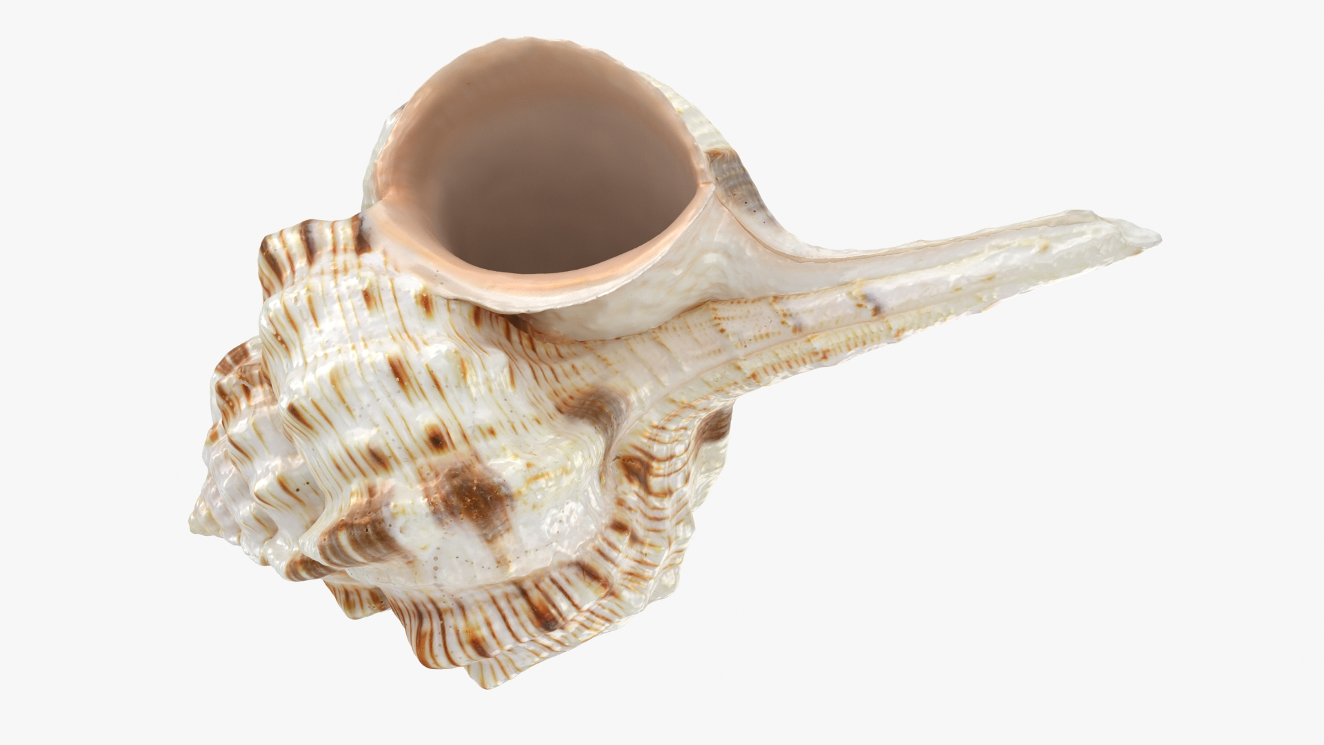 3D Cymatium Caudatum - TurboSquid 1887502