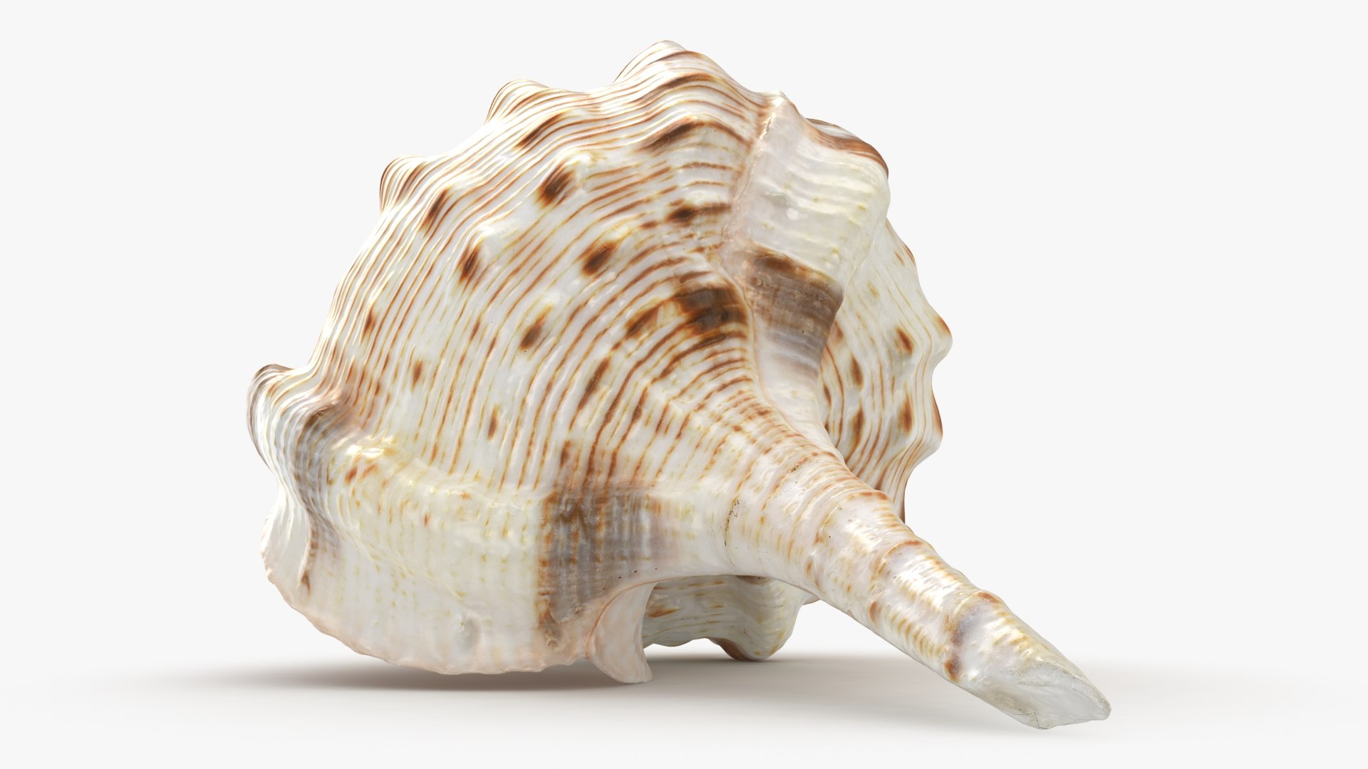 3D Cymatium Caudatum - TurboSquid 1887502