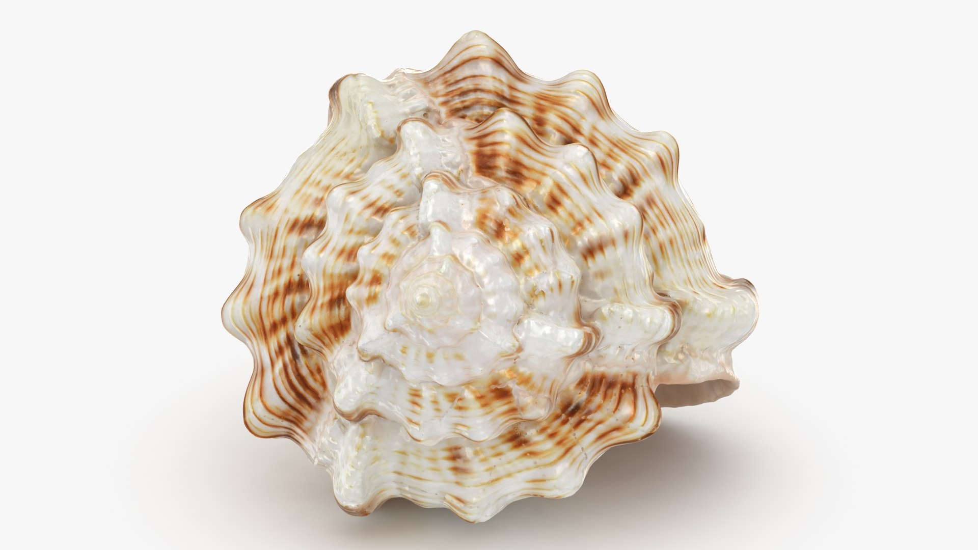 3D Cymatium Caudatum - TurboSquid 1887502