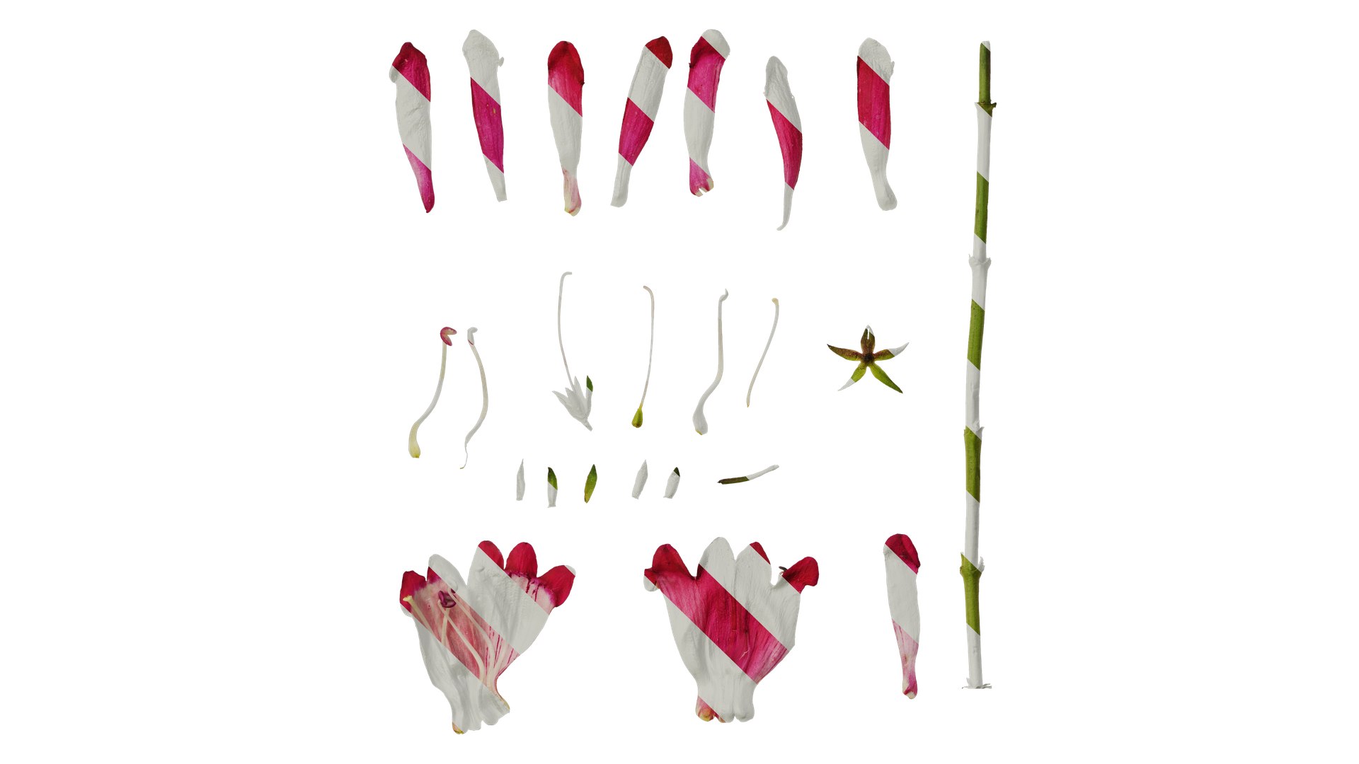 Anydrafts Penstemon Barbatus Flower 01 Textures 3D Model - TurboSquid ...
