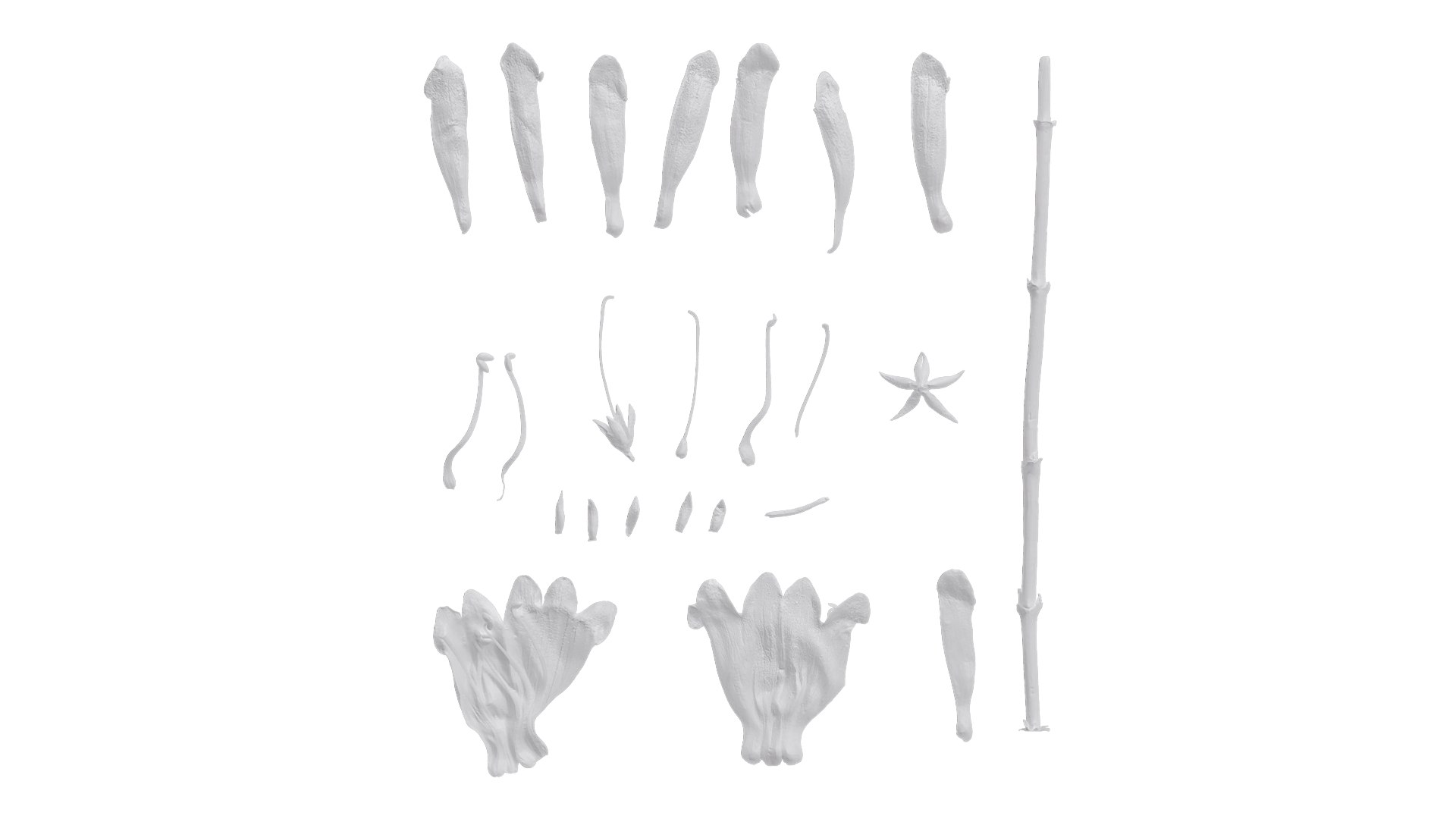 Anydrafts Penstemon Barbatus Flower 01 Textures 3D Model - TurboSquid ...