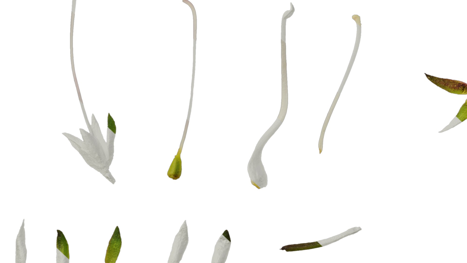 Anydrafts Penstemon Barbatus Flower 01 Textures 3D Model - TurboSquid ...