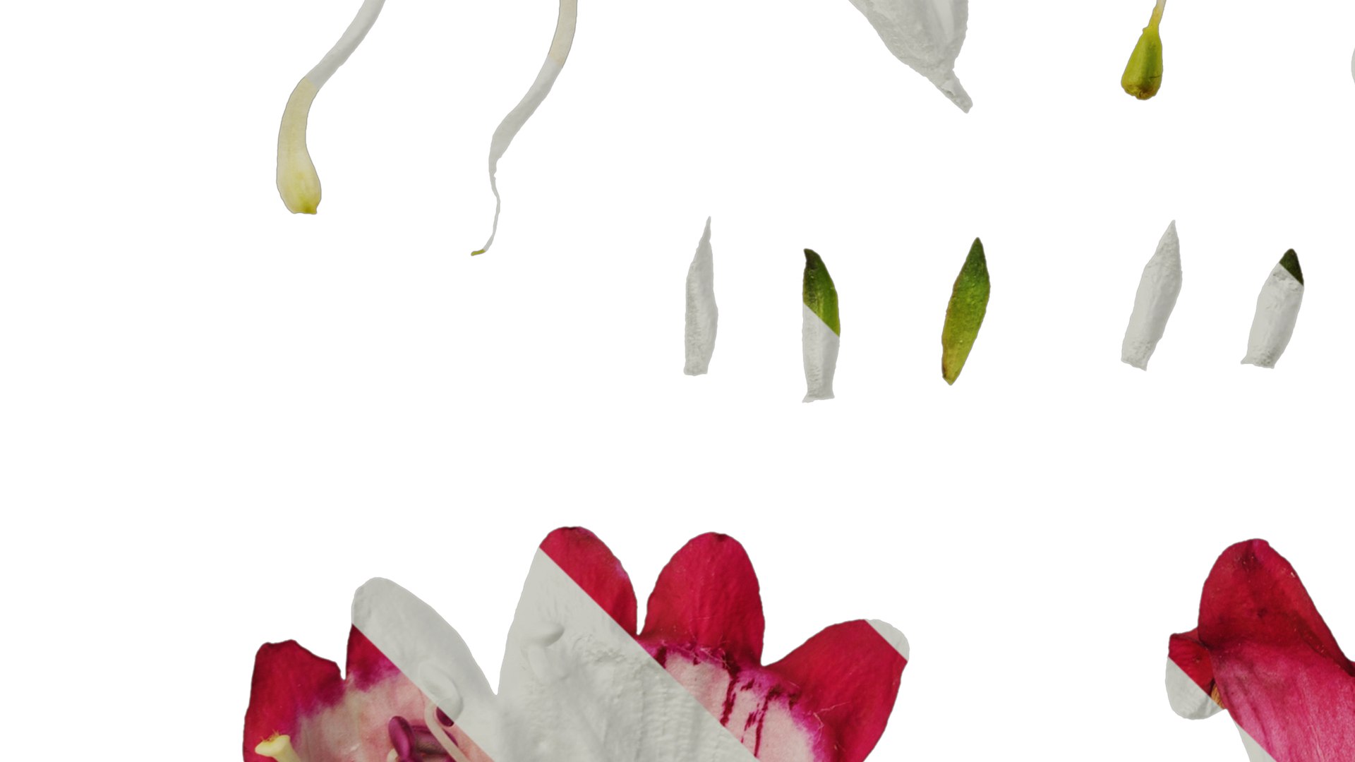 Anydrafts Penstemon Barbatus Flower 01 Textures 3D Model - TurboSquid ...