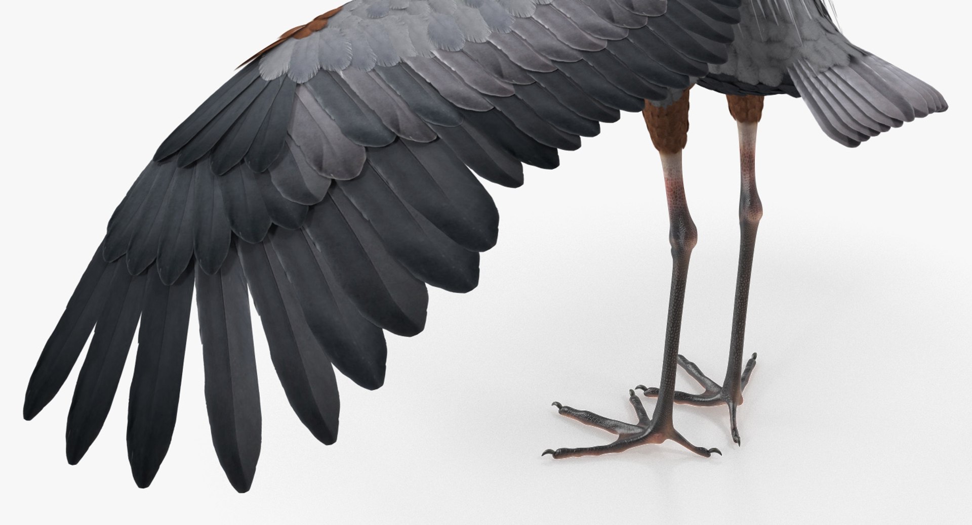 Realistic Great Blue Heron 3D Model - TurboSquid 2385129