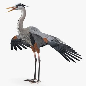 3D Heron Models - Browse & Download Formats - TurboSquid