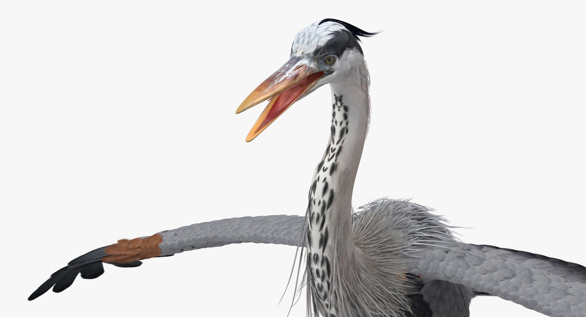 Realistic Great Blue Heron 3D Model - TurboSquid 2385129