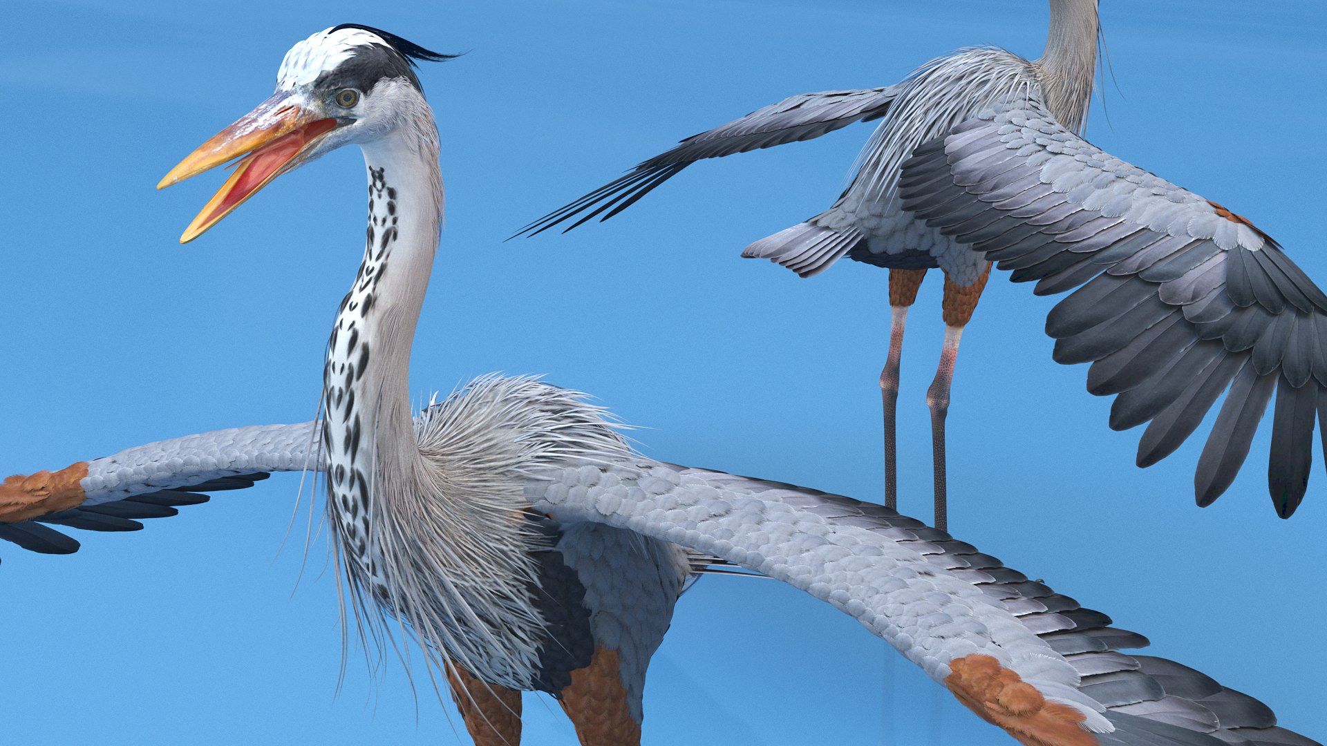 Realistic Great Blue Heron 3D Model - TurboSquid 2385129